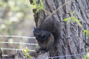 Squirrel Perch by APlusDesign