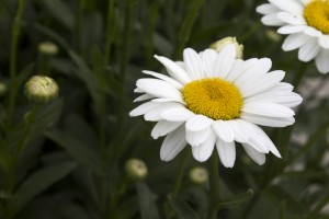Daisy Flower by APlusDesign