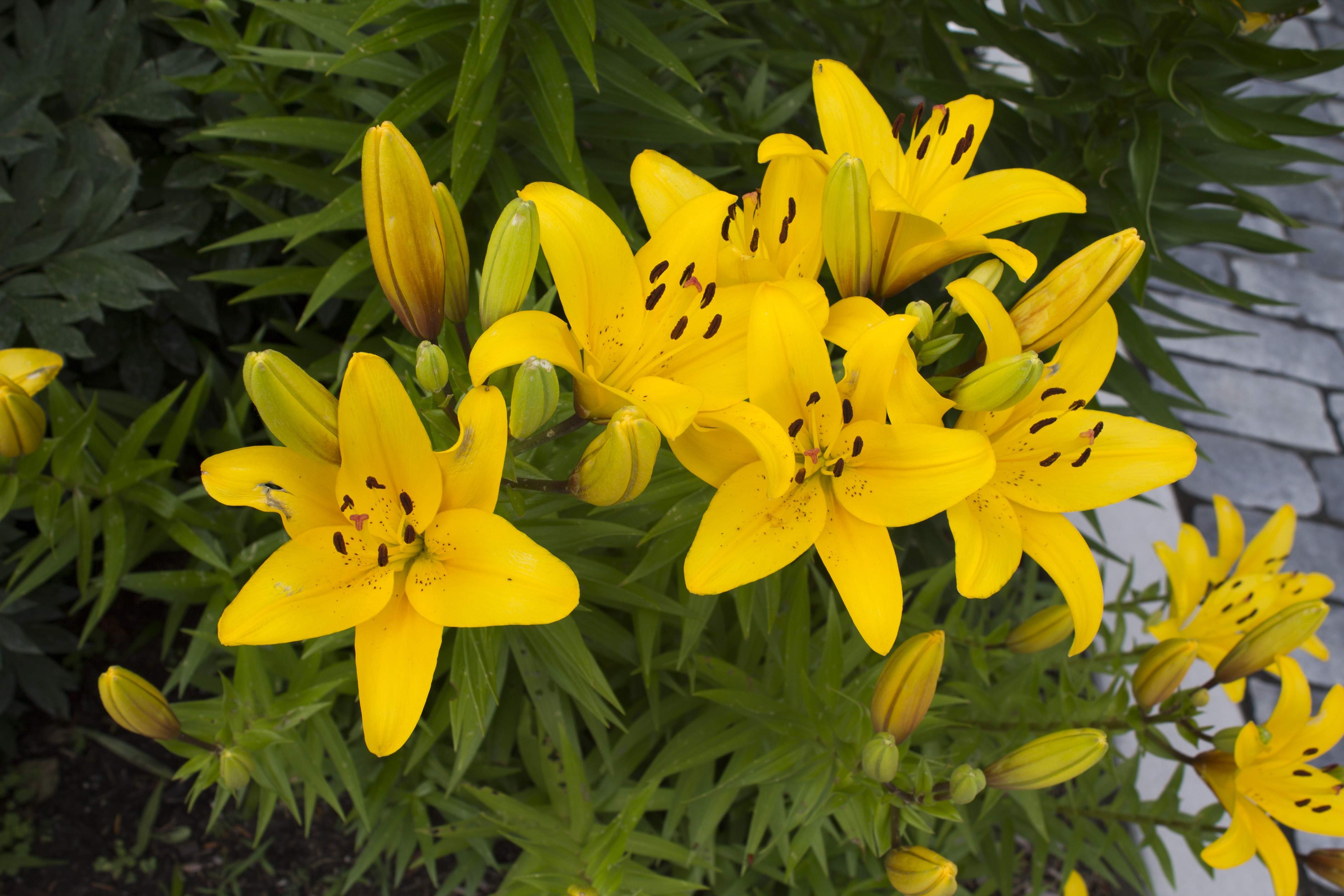 Lots of Yellow Lilies by APlusDesign
