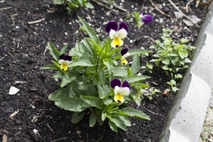 Large and Small Pansy Blooms by APlusDesign