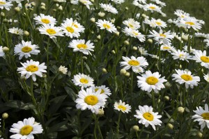 Count the Daisies by APlusDesign
