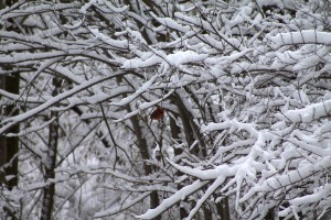 Cardinal on a Thin Snowy Branch by APlusDesign