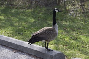 Goose Waiting on the Concrete Barrier by APlusDesign