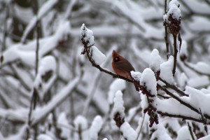 Cardinal on the Snowy Branch by APlusDesign