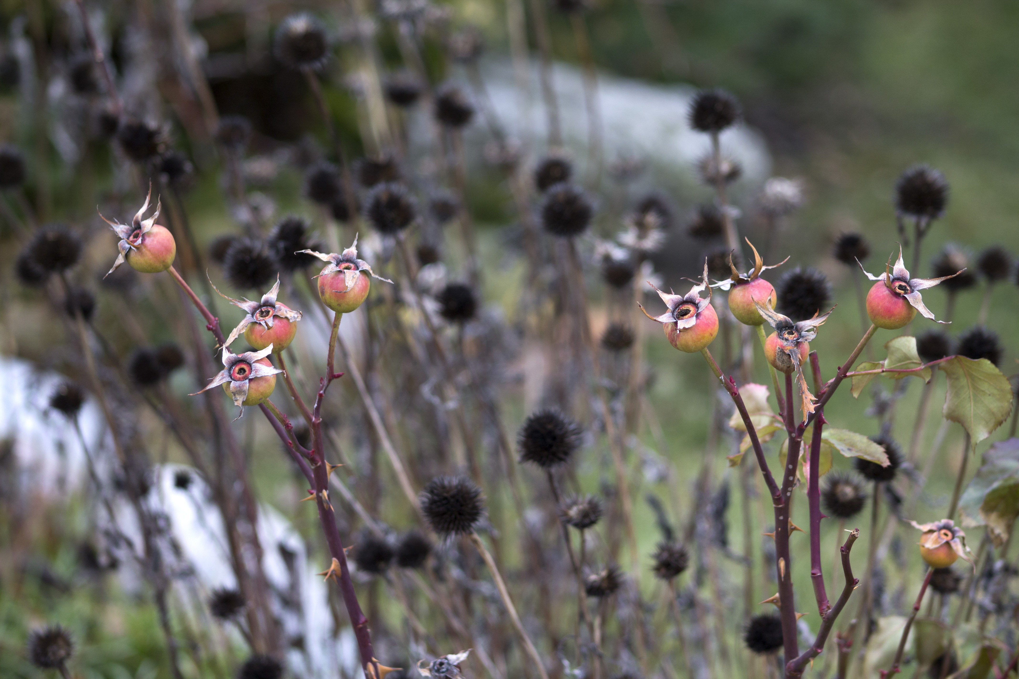 The Plants in Winter by APlusDesign