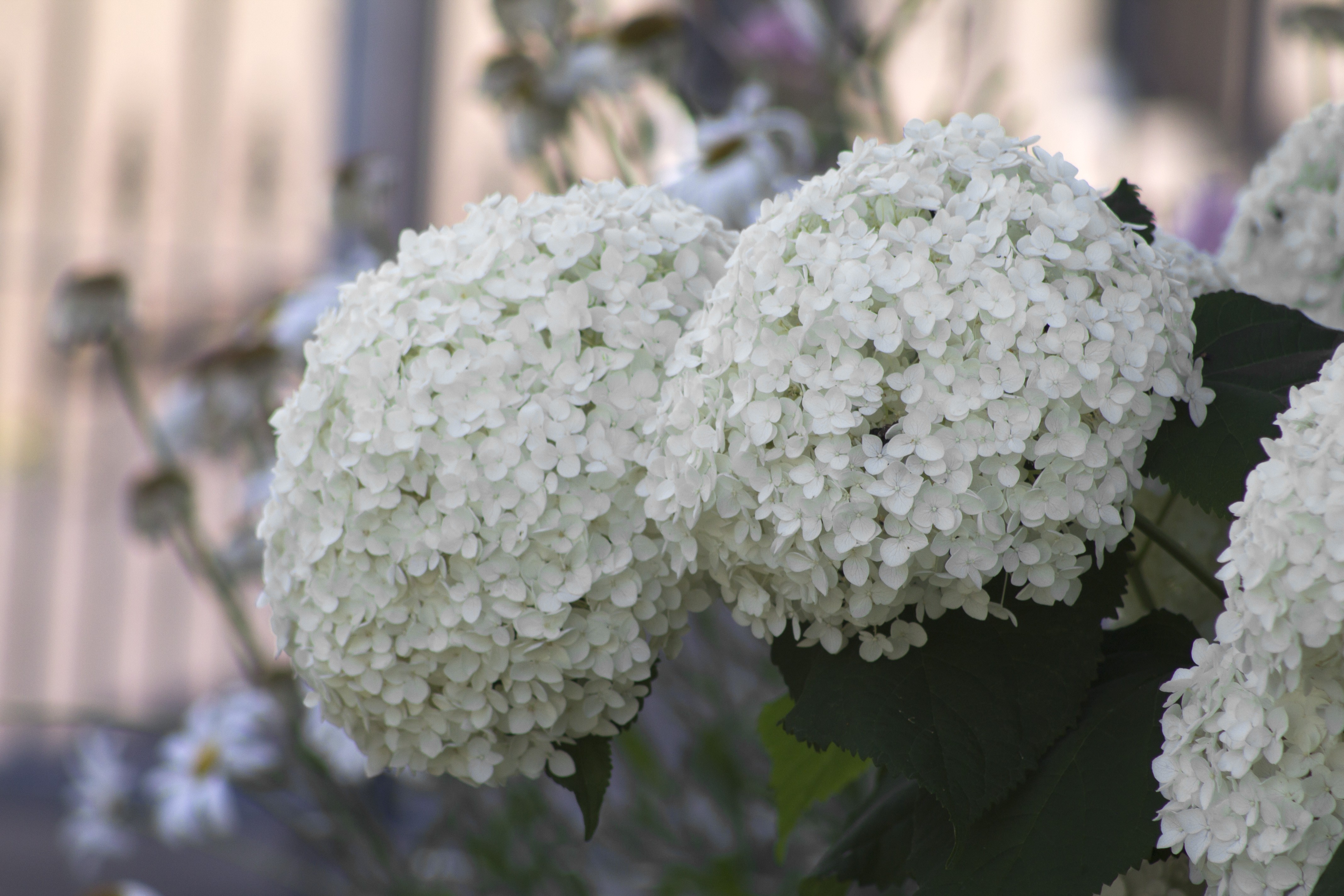 Beautiful Bunches of White Flowers by APlusDesign