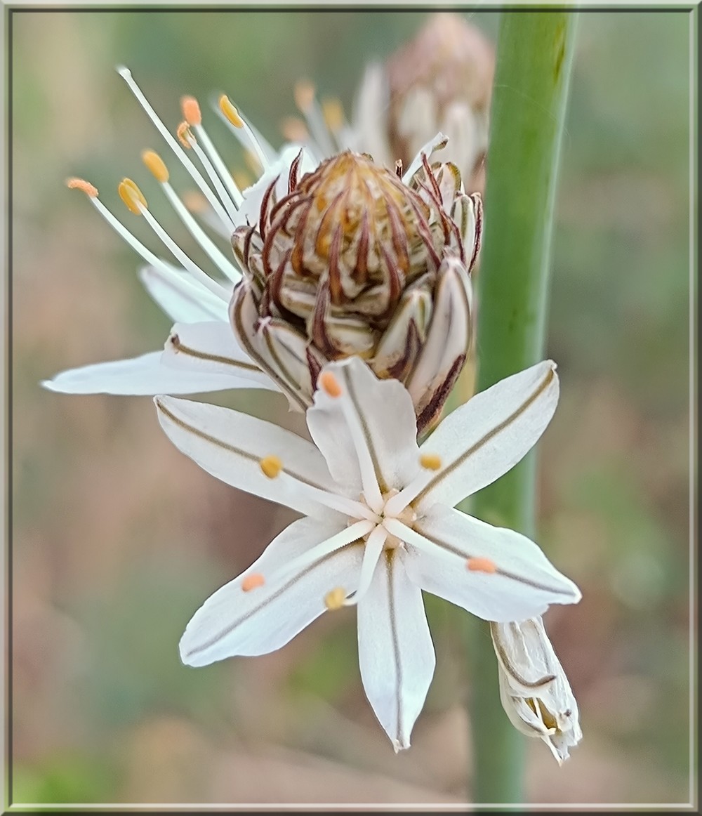 Asphodel 2 by nemesis74s