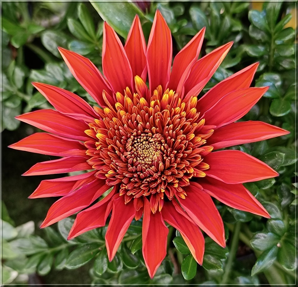 Red gazania by nemesis74s