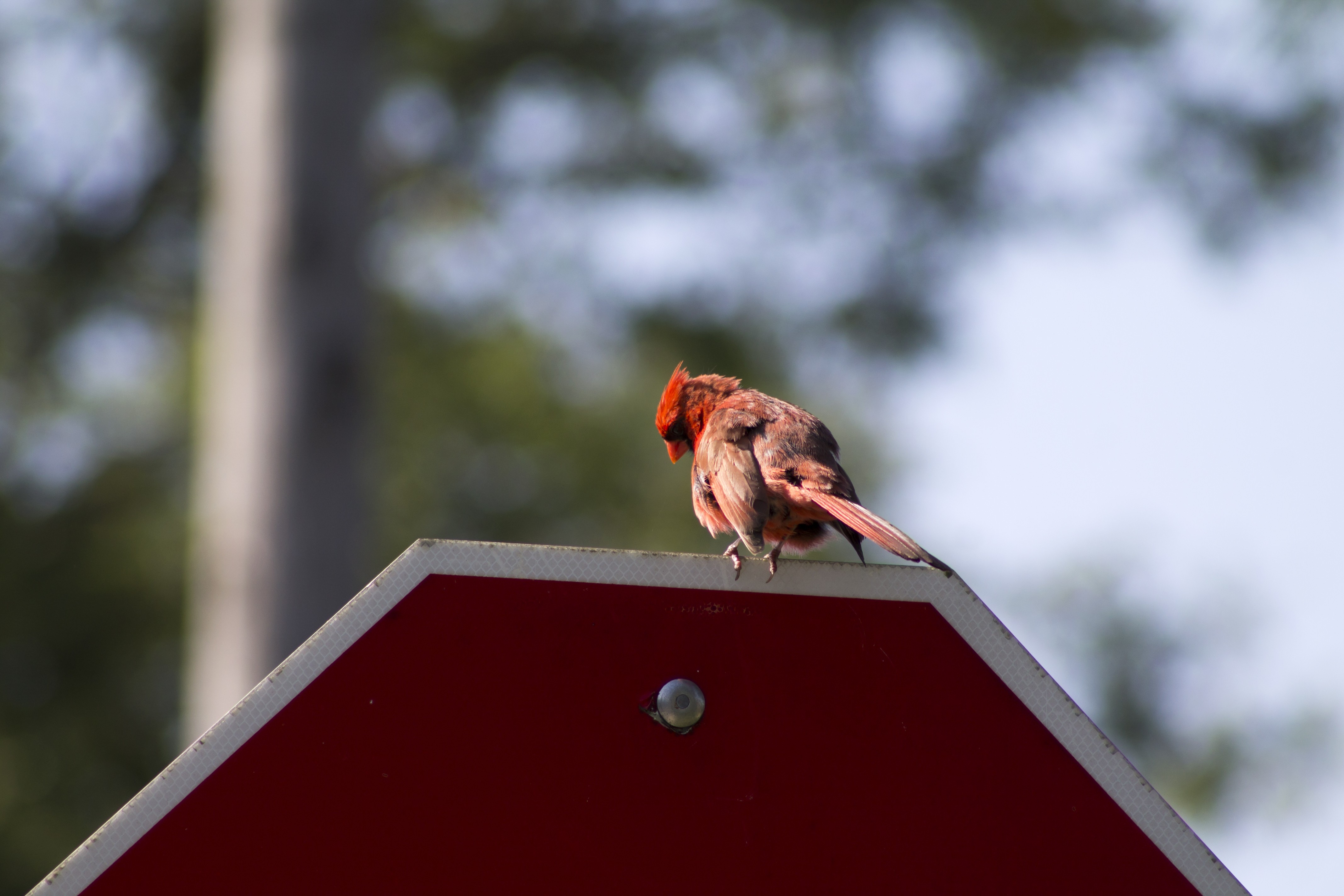 Cardinal Looking Down from the Sign by APlusDesign