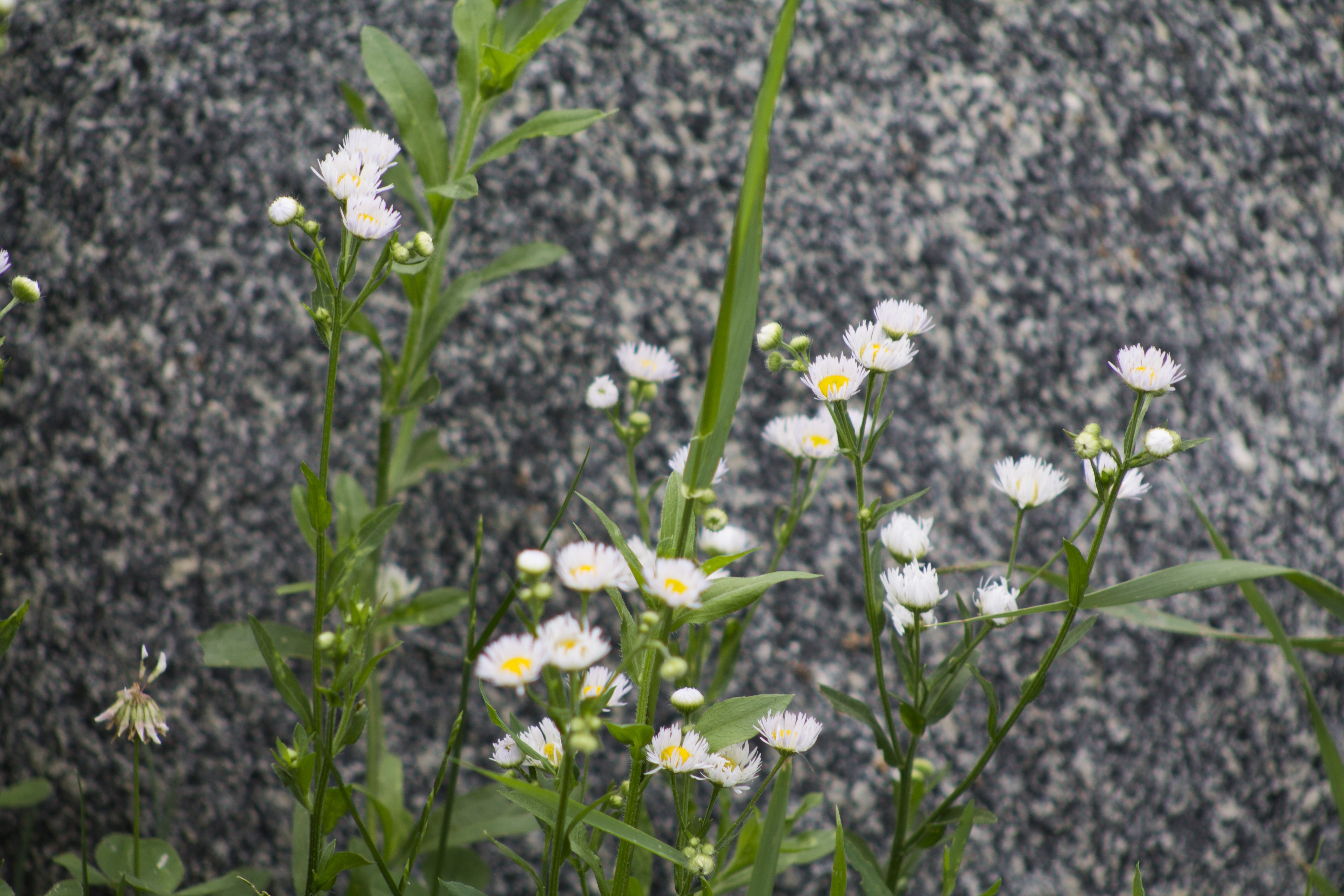 Little White Flowers by APlusDesign