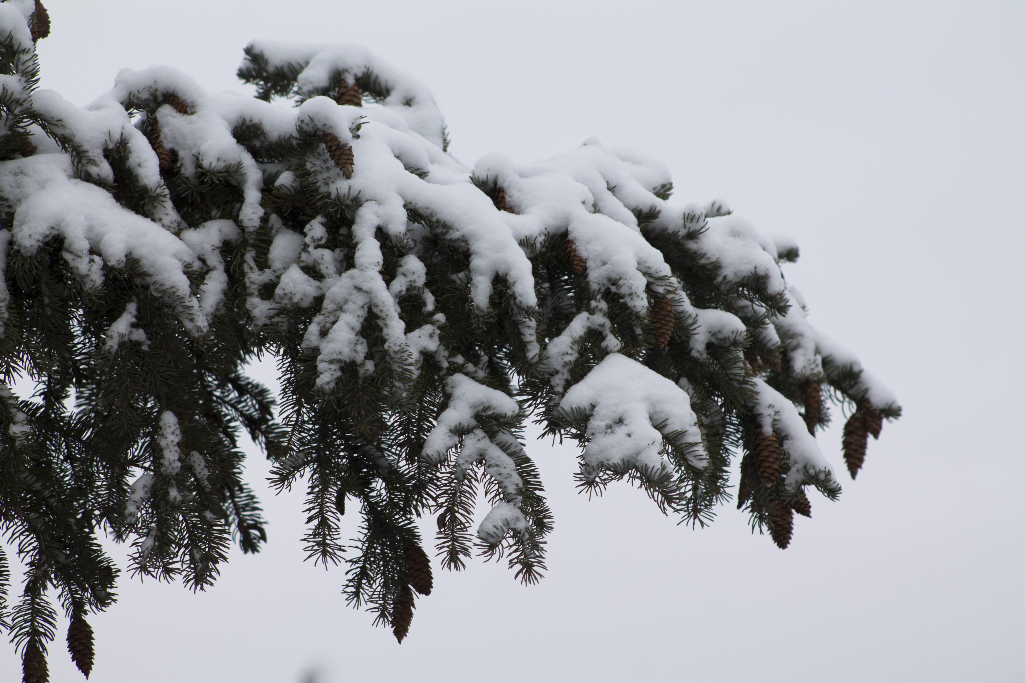 Pine Tree Branch in Snow Reaching Over by APlusDesign