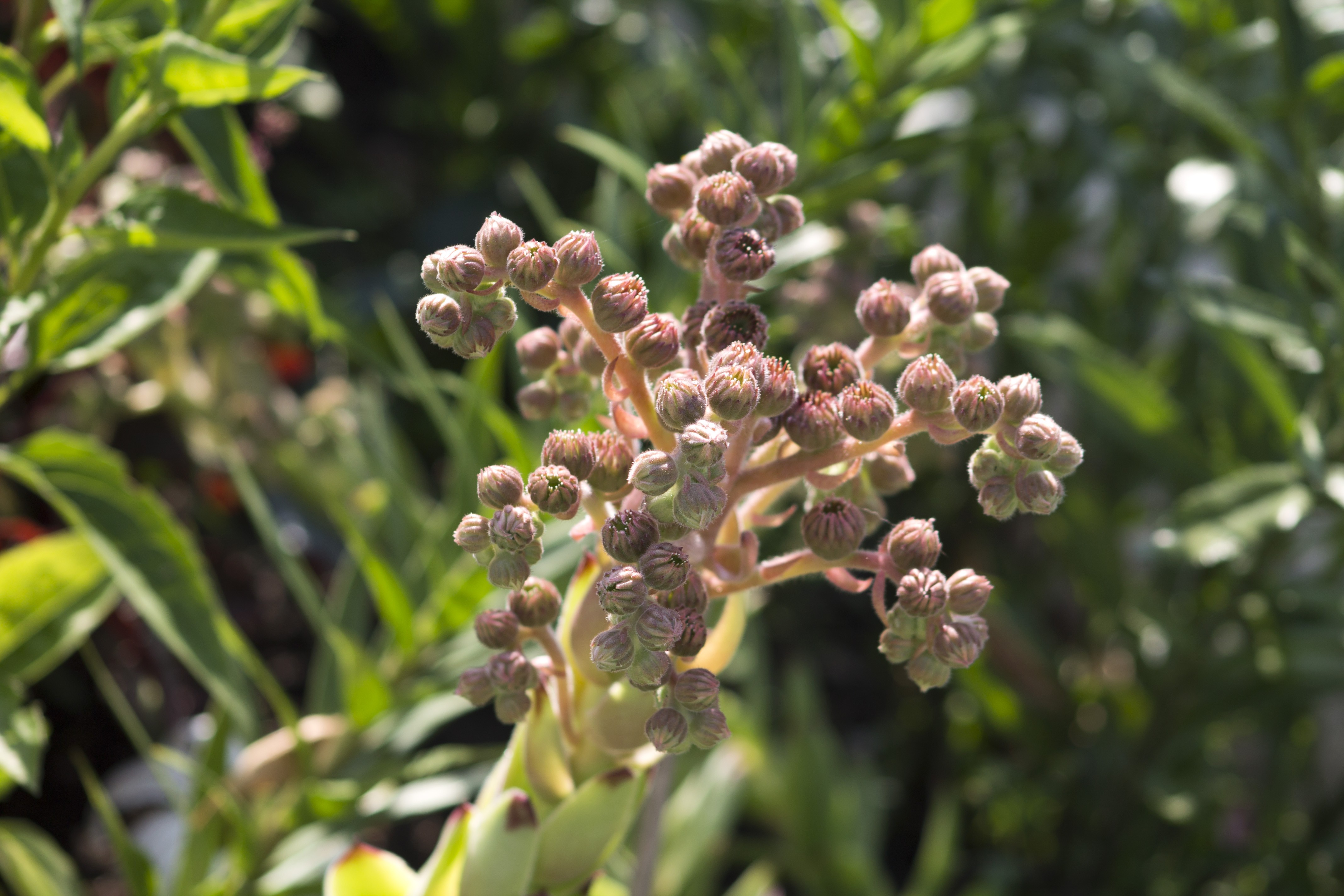 Budding Plant by APlusDesign
