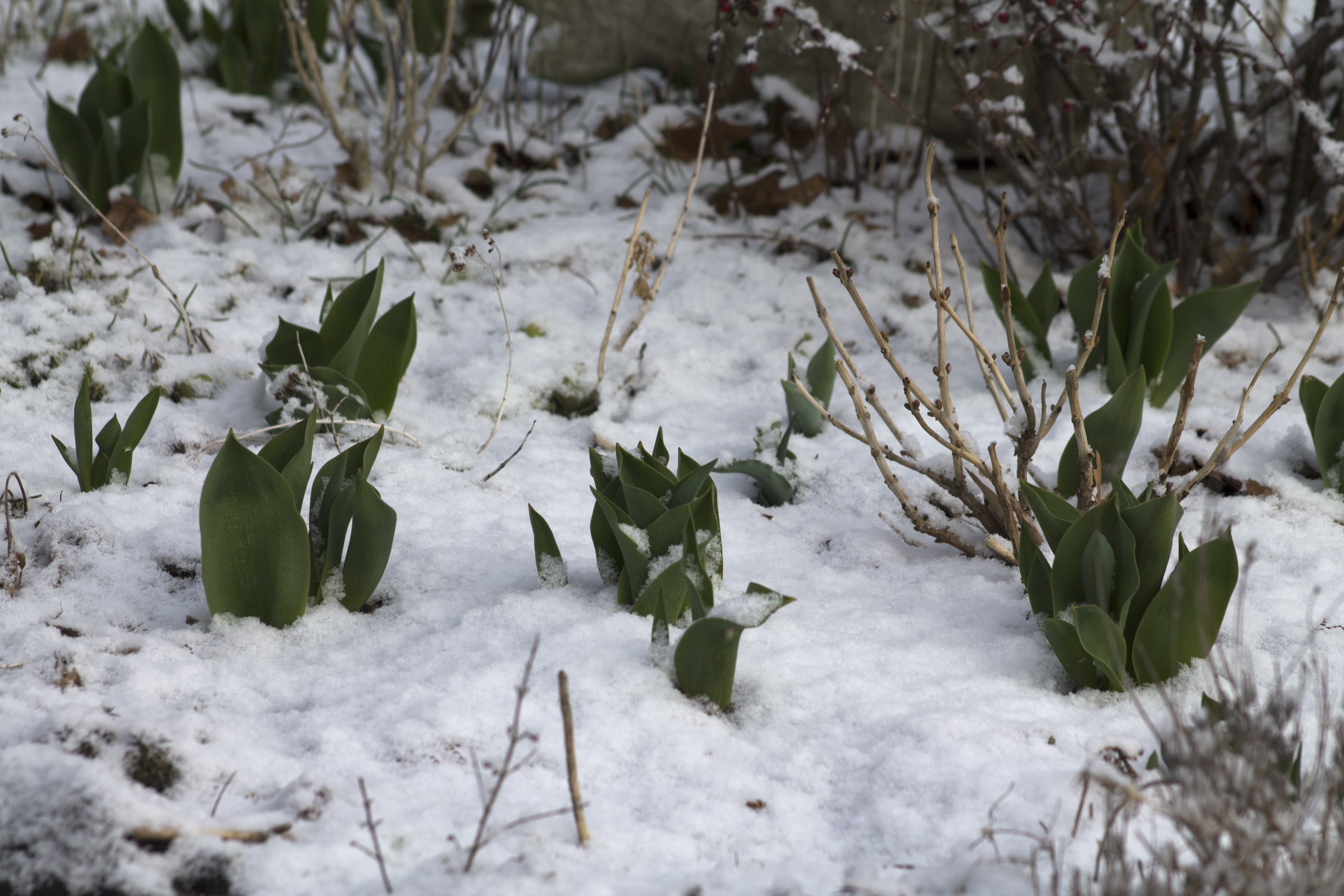 Plants Trying to Survive the Snow by APlusDesign