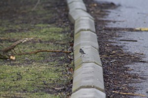 Dark-Eyed Junco Hopping Away by APlusDesign