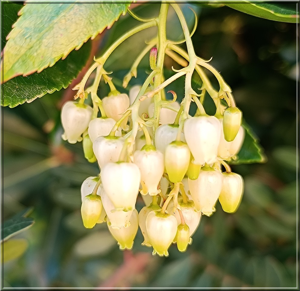 Strawberry tree flowers by nemesis74s