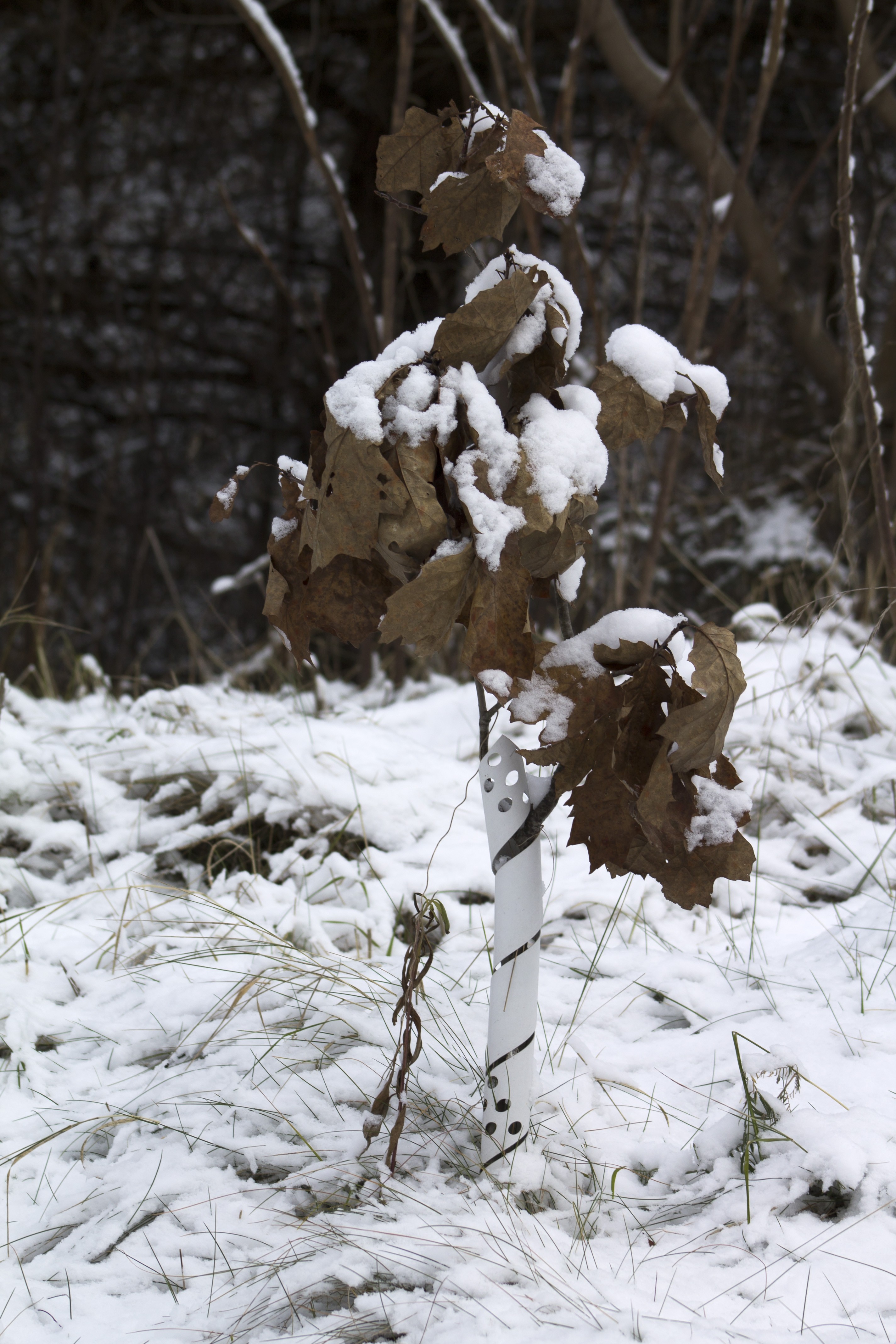 Little Tree in Winter by APlusDesign