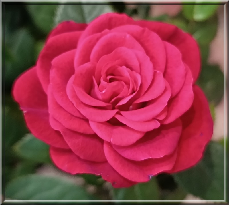 Red mini rose by nemesis74s