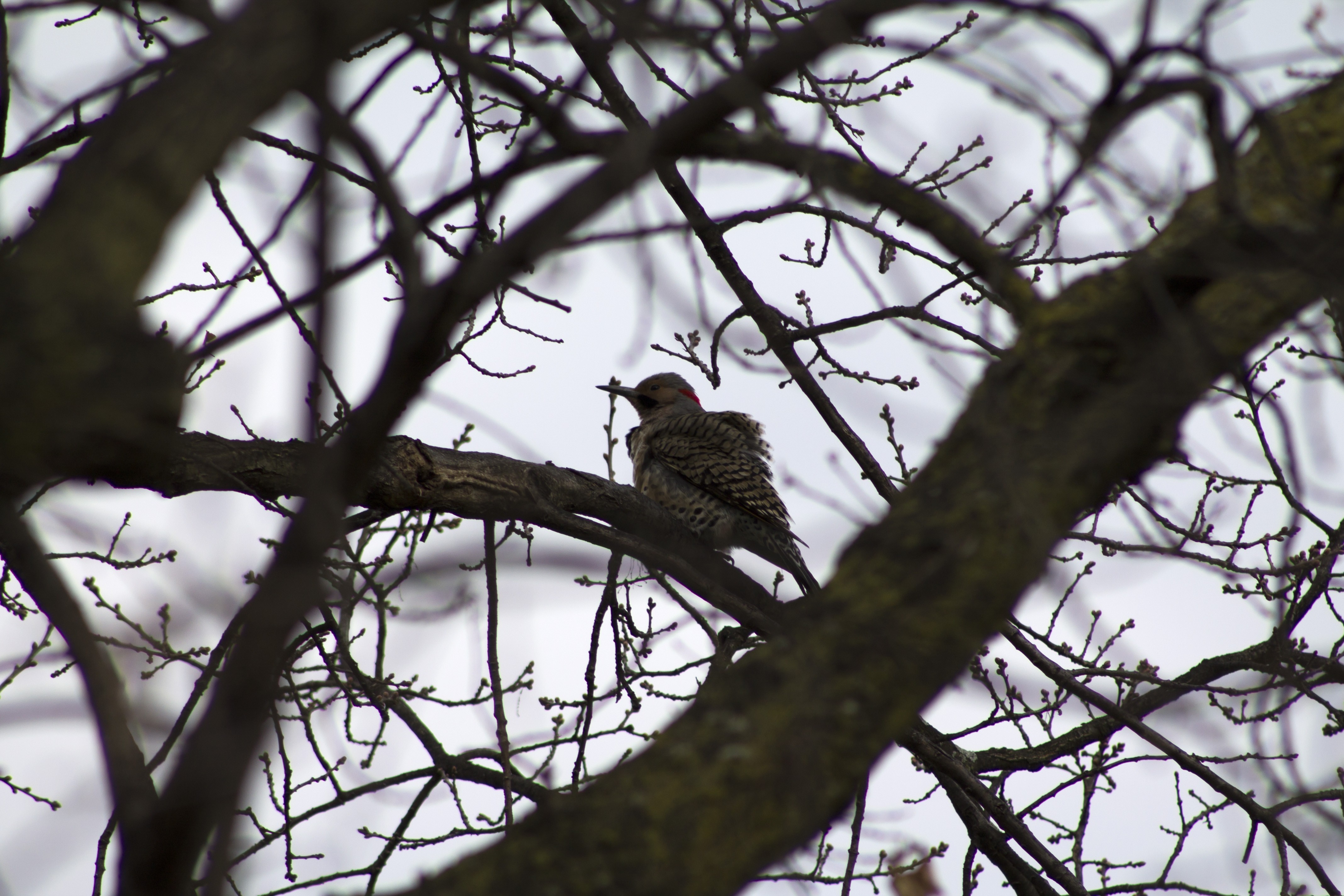 Northern Flicker in the Tree by APlusDesign