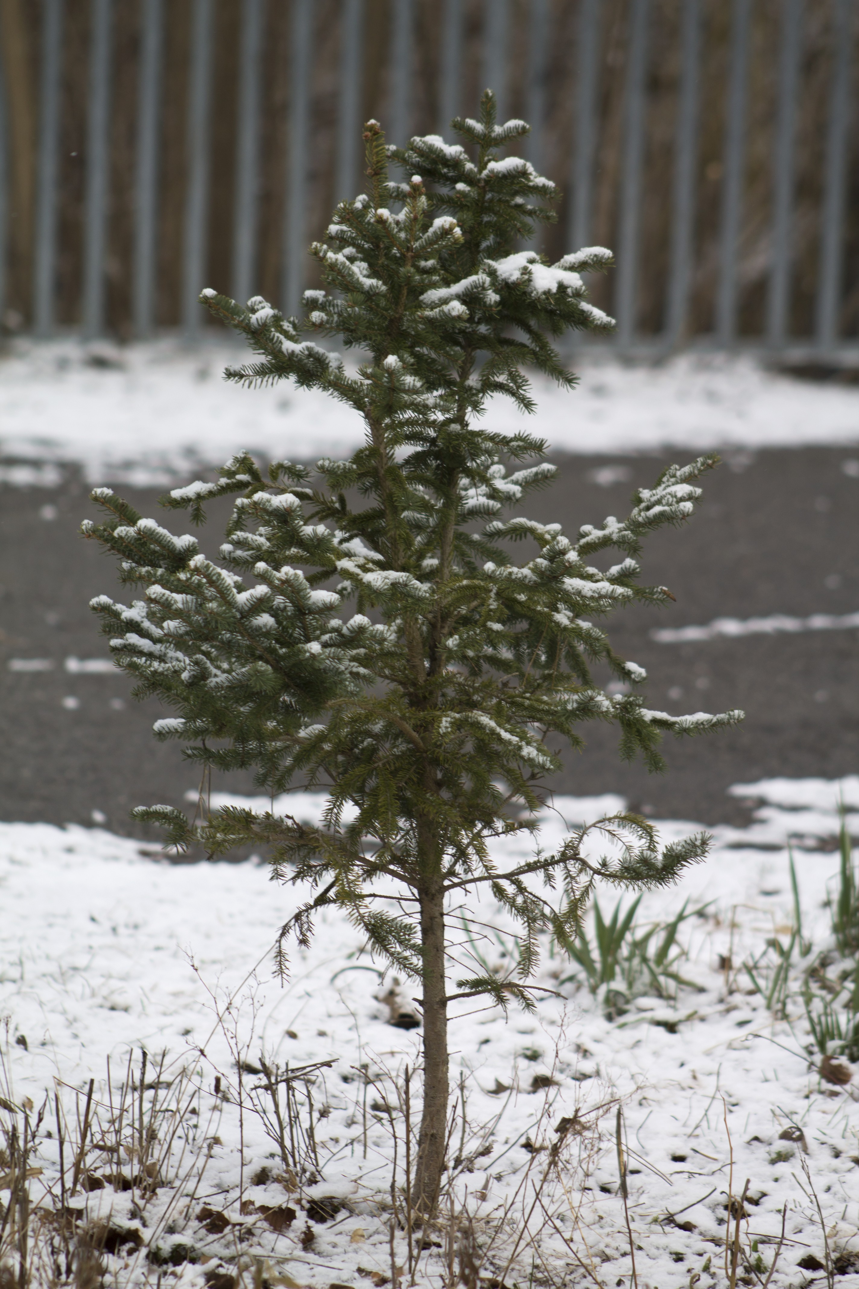 Small Pine by the Bridge by APlusDesign