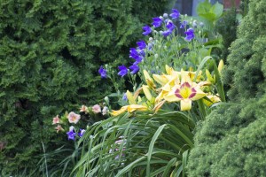 Colourful Plants Amongst the Green by APlusDesign