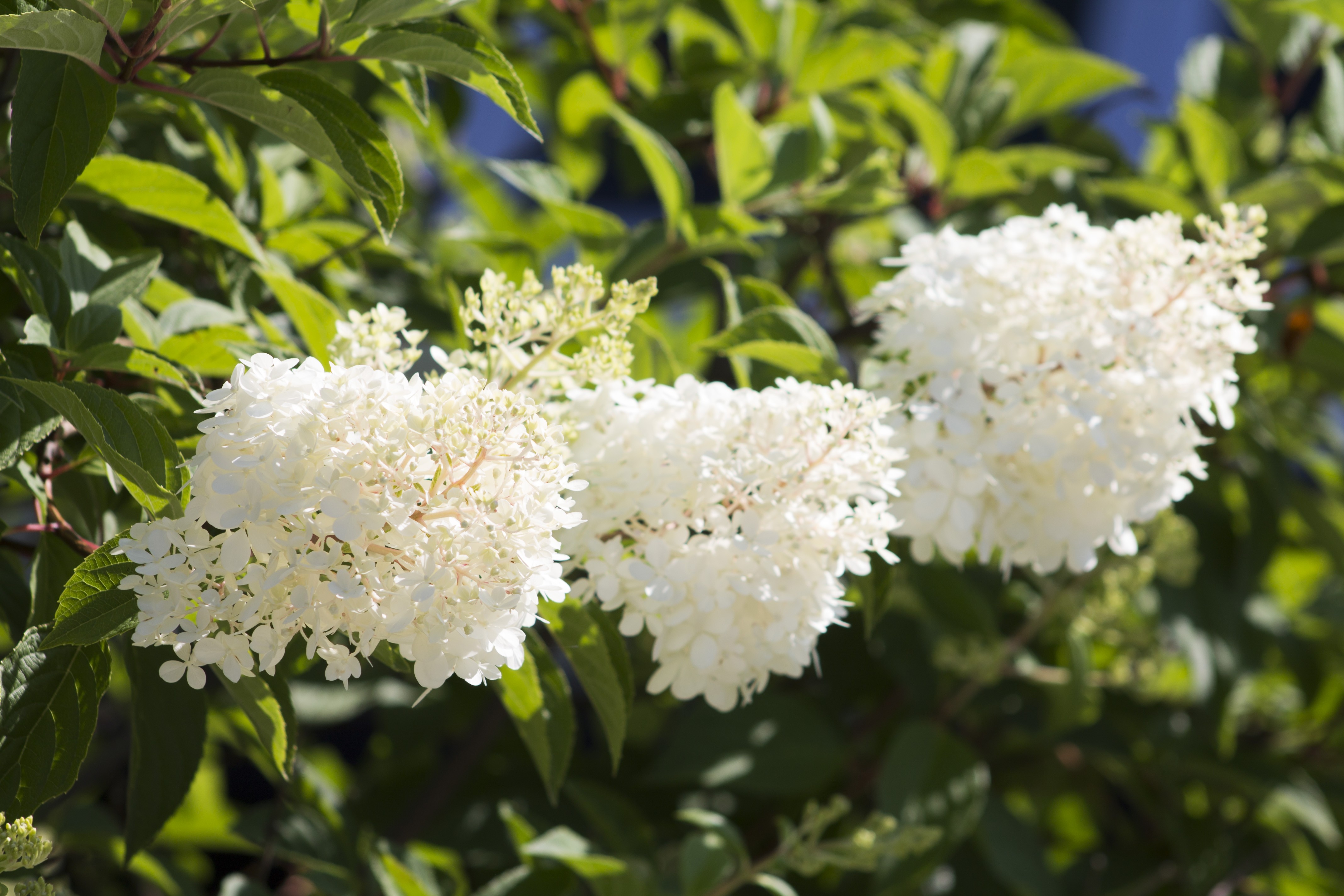 White Flower Bunches by APlusDesign