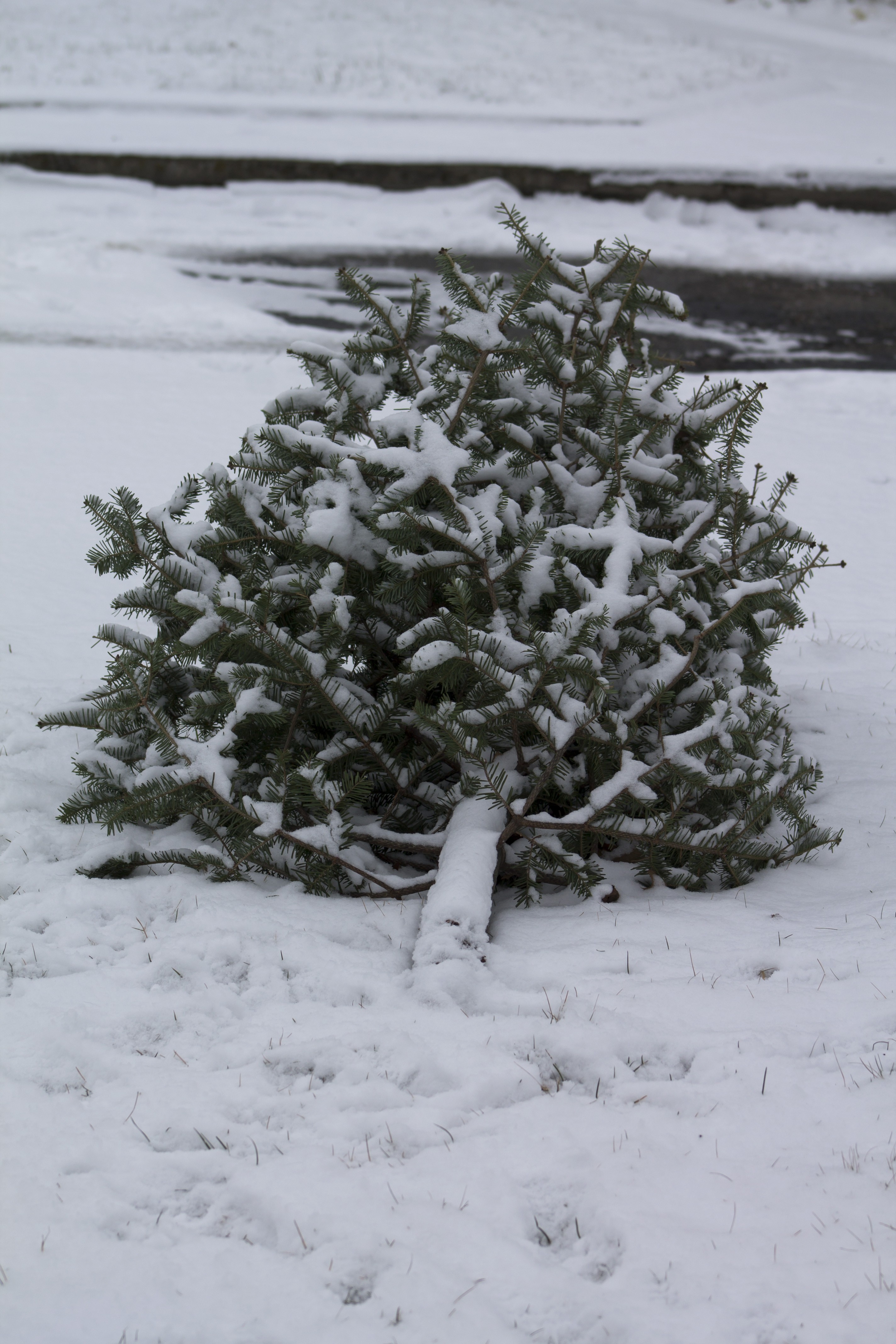 Cut Tree Left out in the Snow by APlusDesign