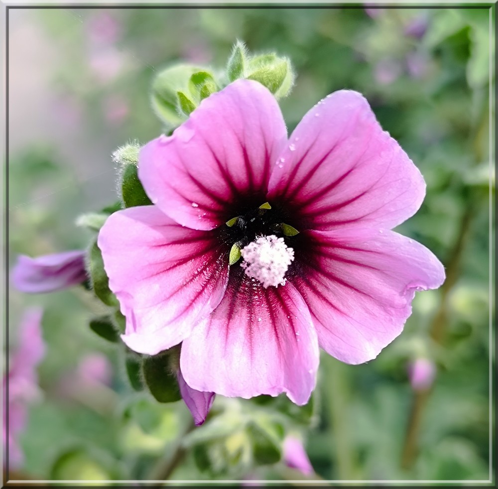 Tree mallow by nemesis74s