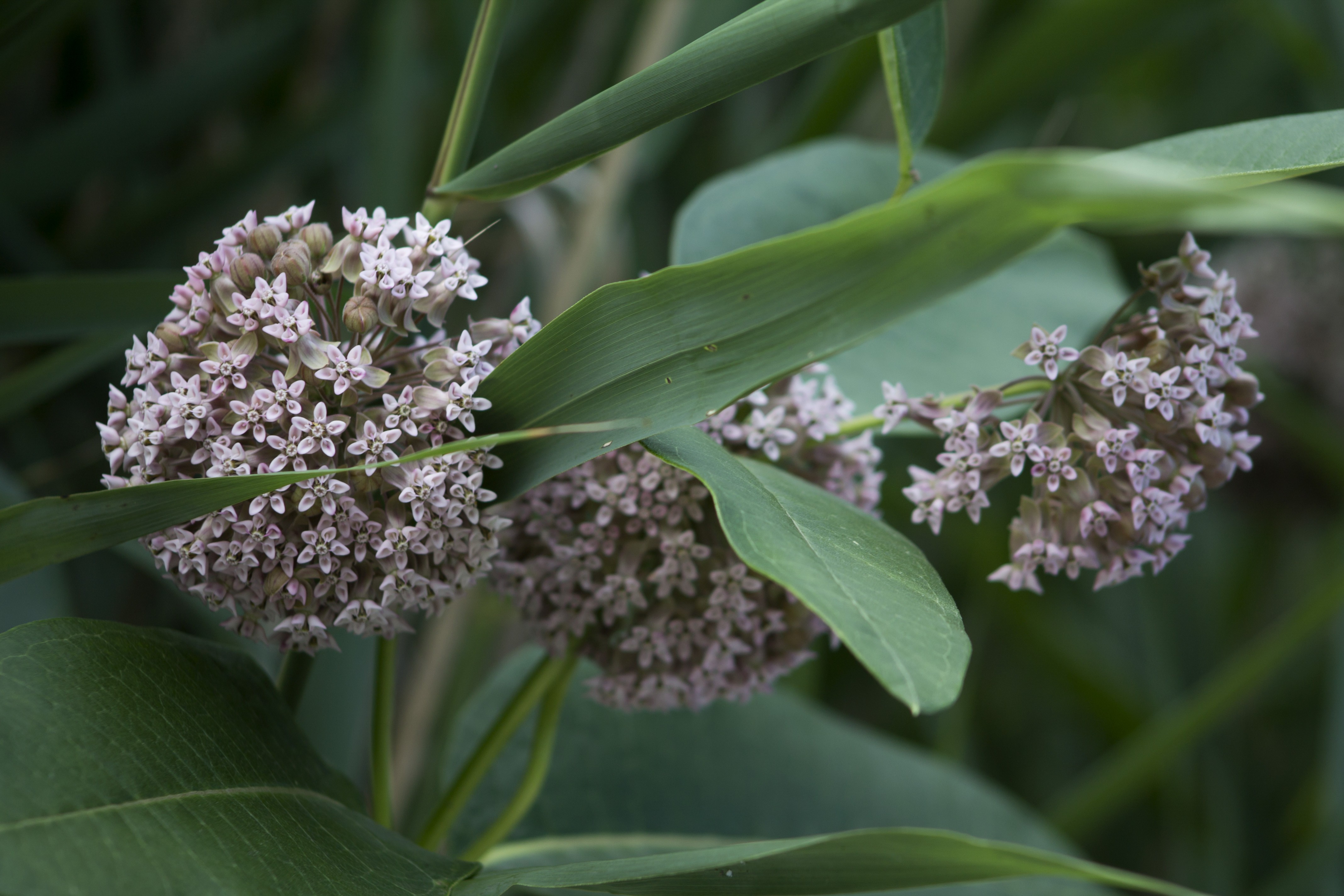 Tiny Flower Clusters Amongst the Leaves by APlusDesign