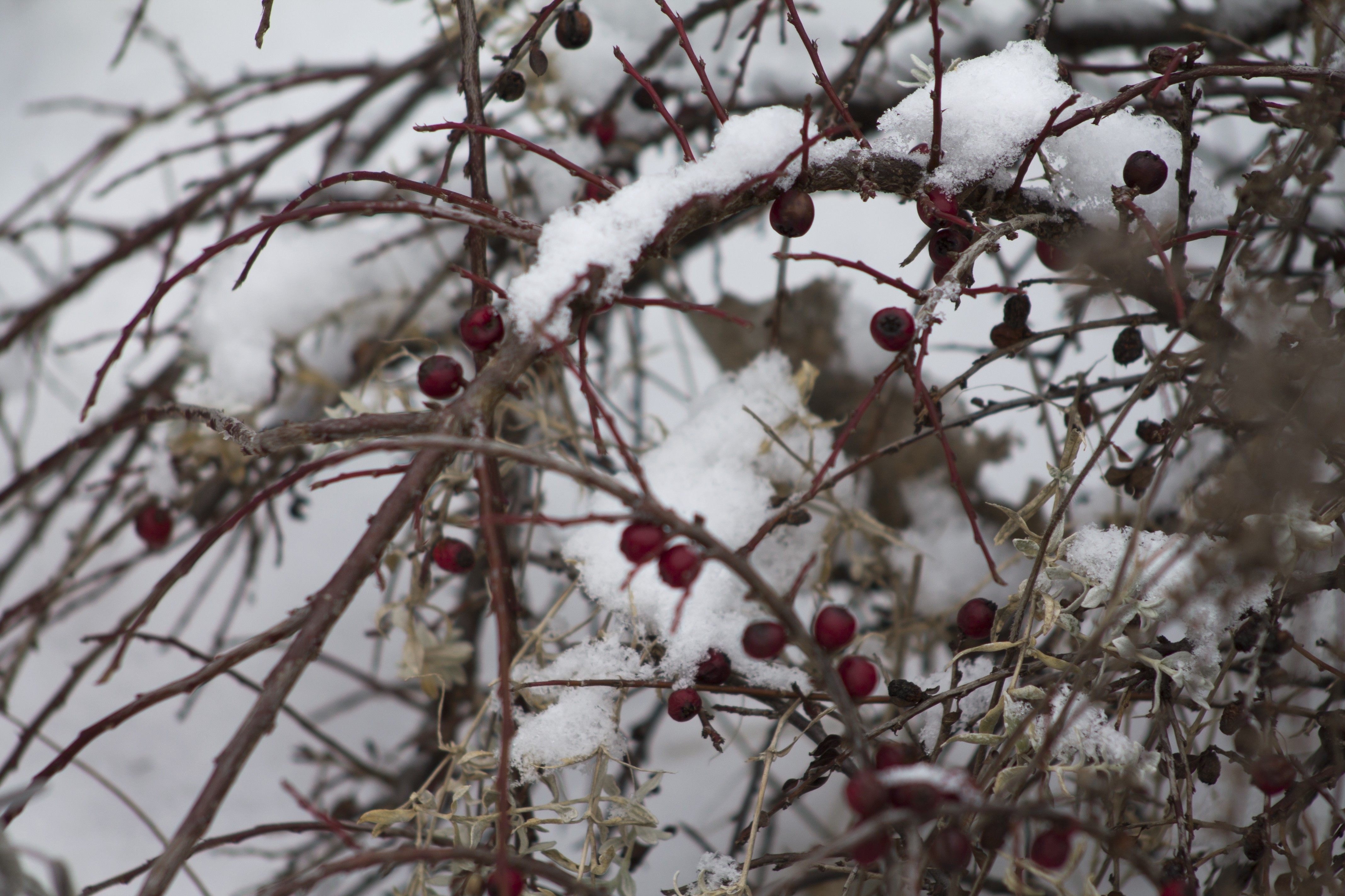 Berries in Winter by APlusDesign