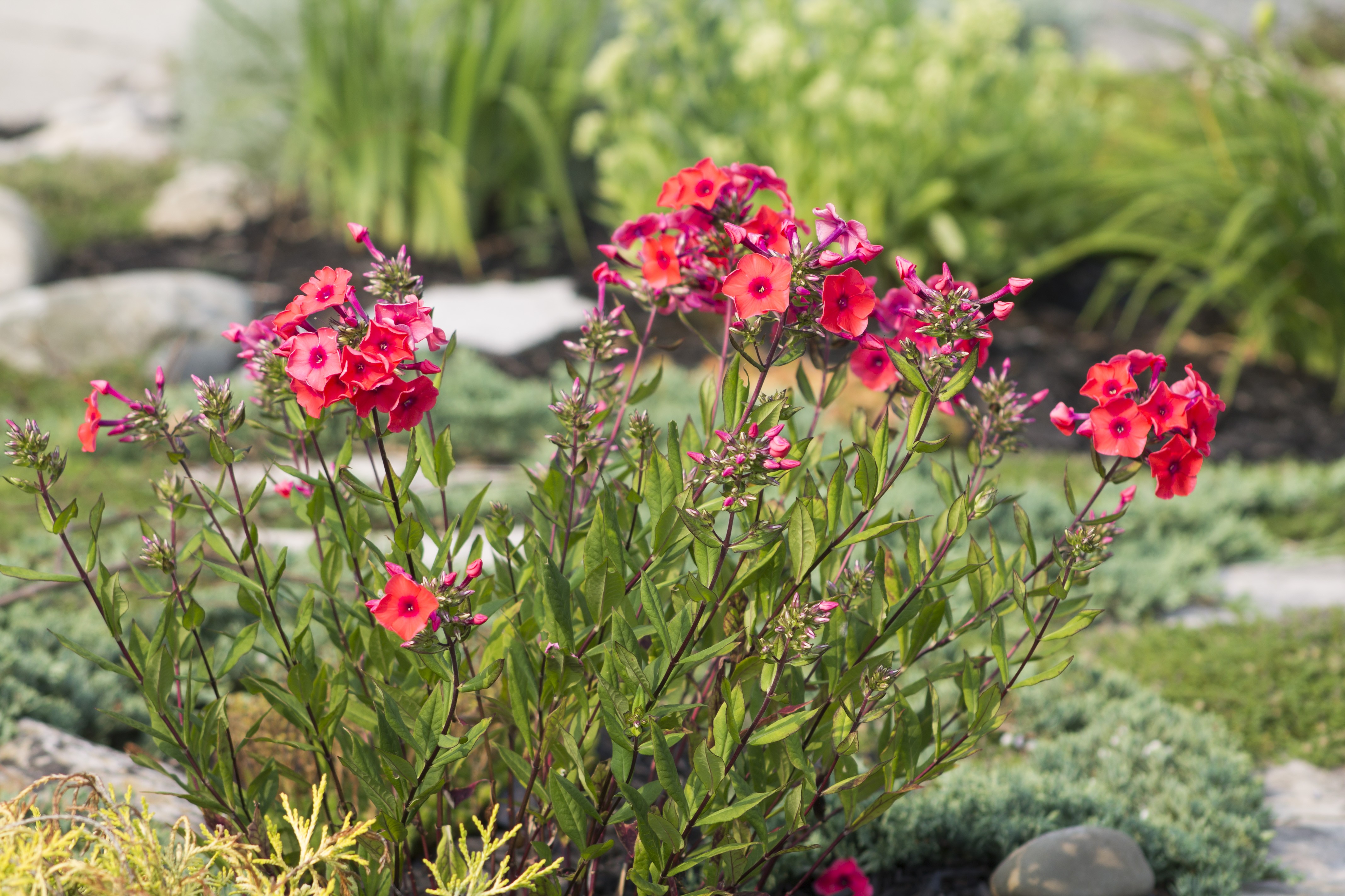 Little Red Flowers by APlusDesign