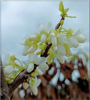 White judas tree by nemesis74s