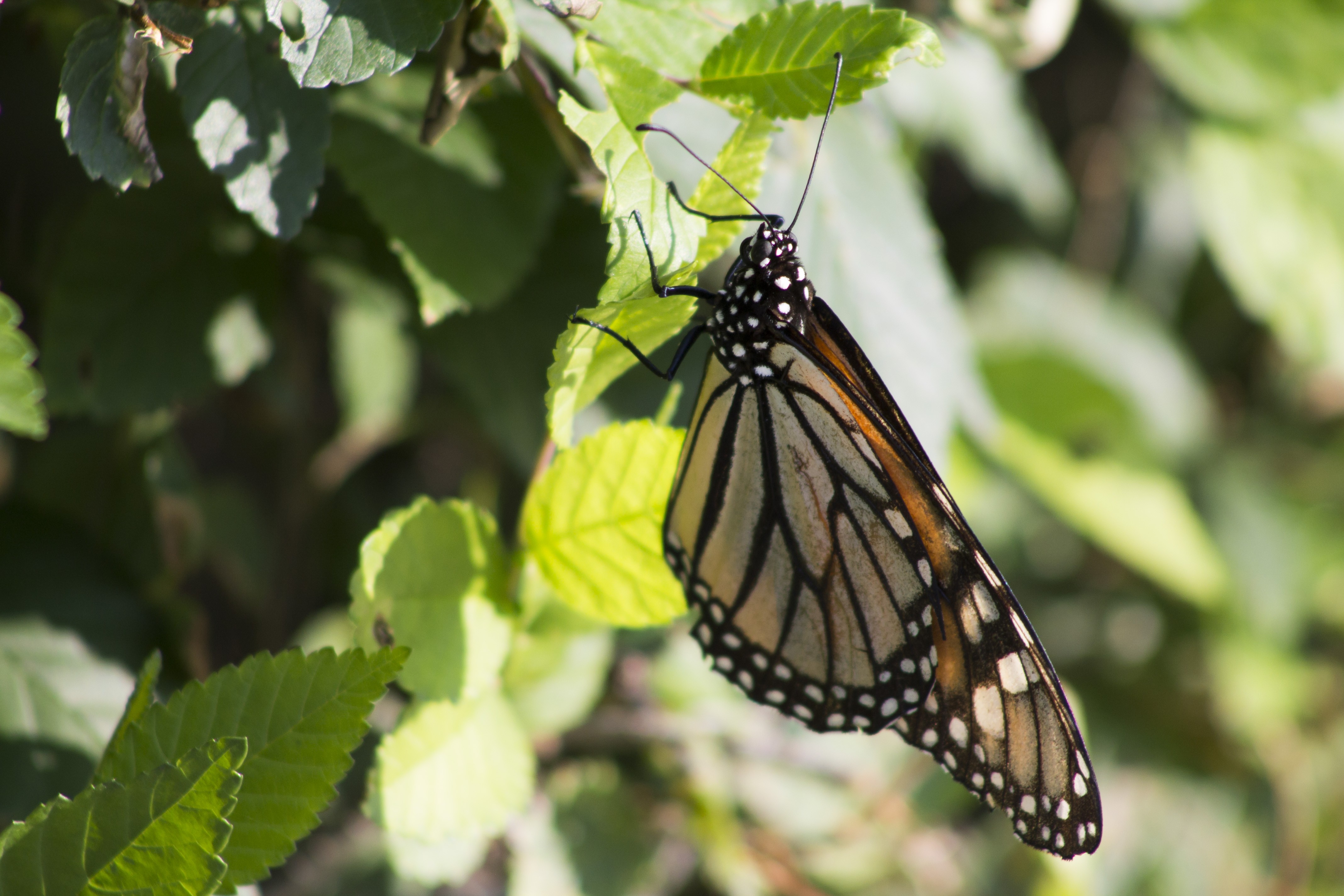 Monarch Holding Onto a Leaf by APlusDesign