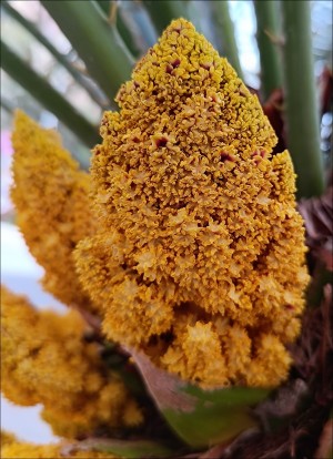 Flowers of pygmy date palm by nemesis74s