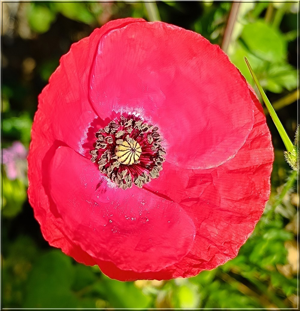 The first poppy by nemesis74s