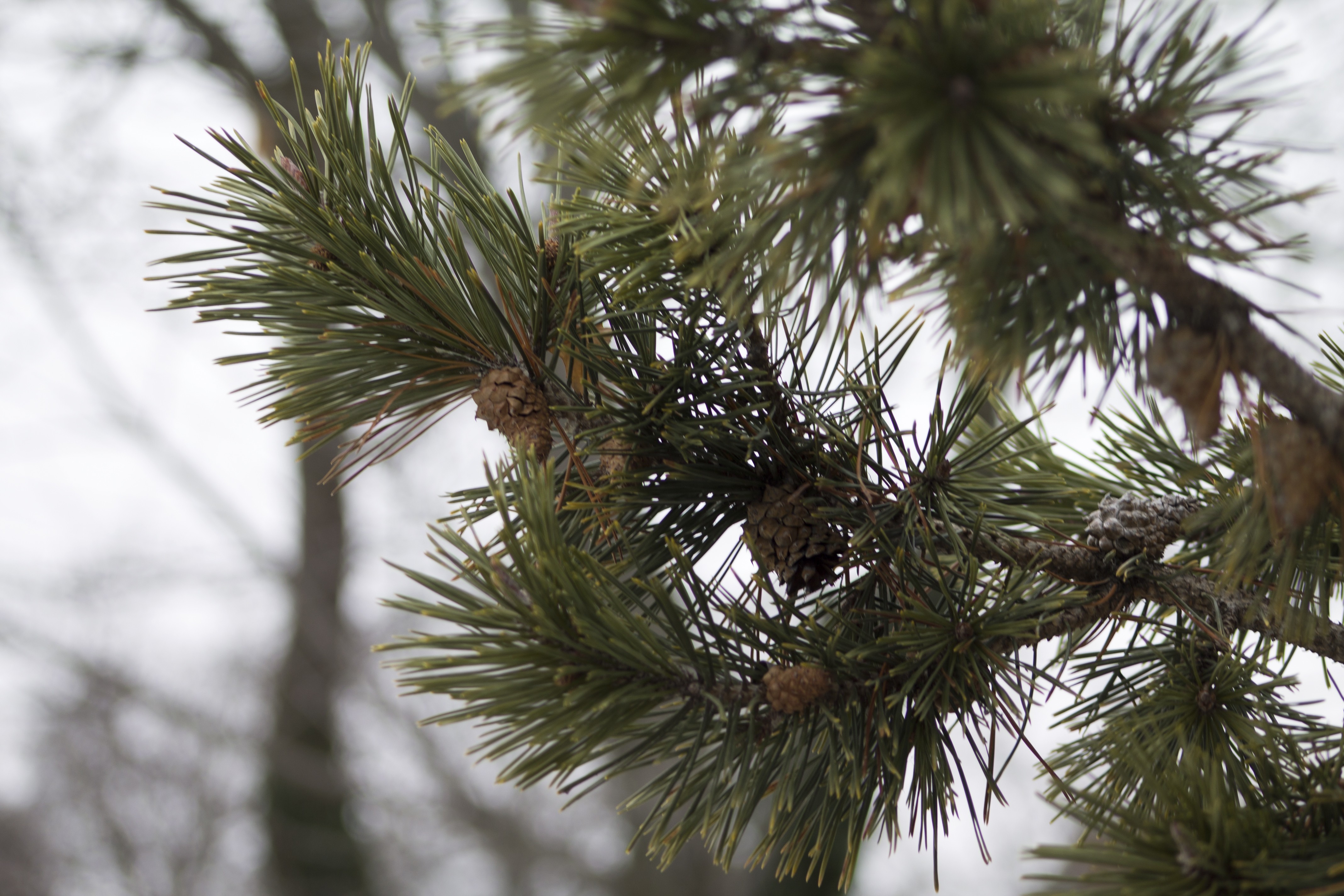 Pine Branches with Cones by APlusDesign