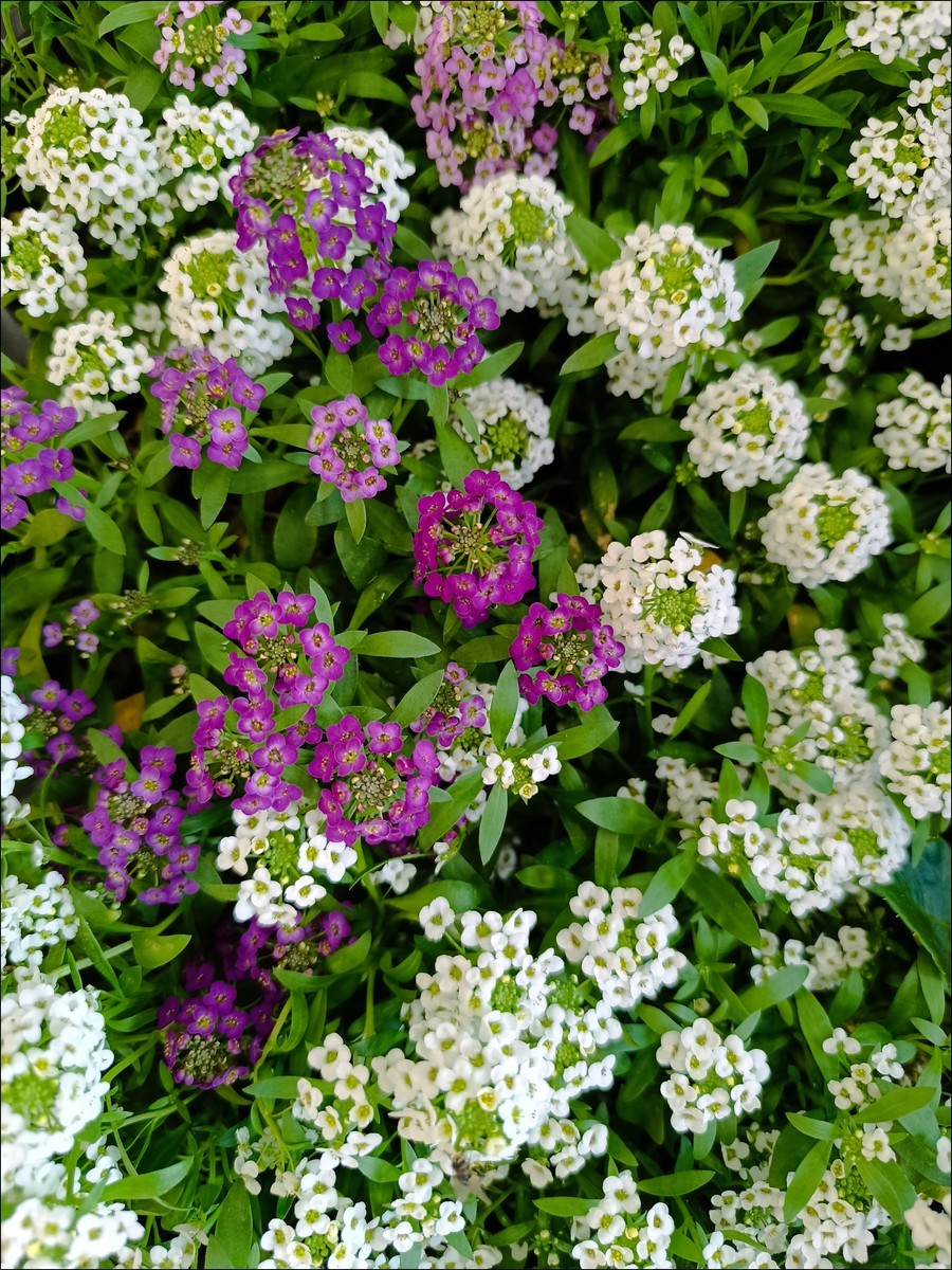 Alyssum montanum by nemesis74s