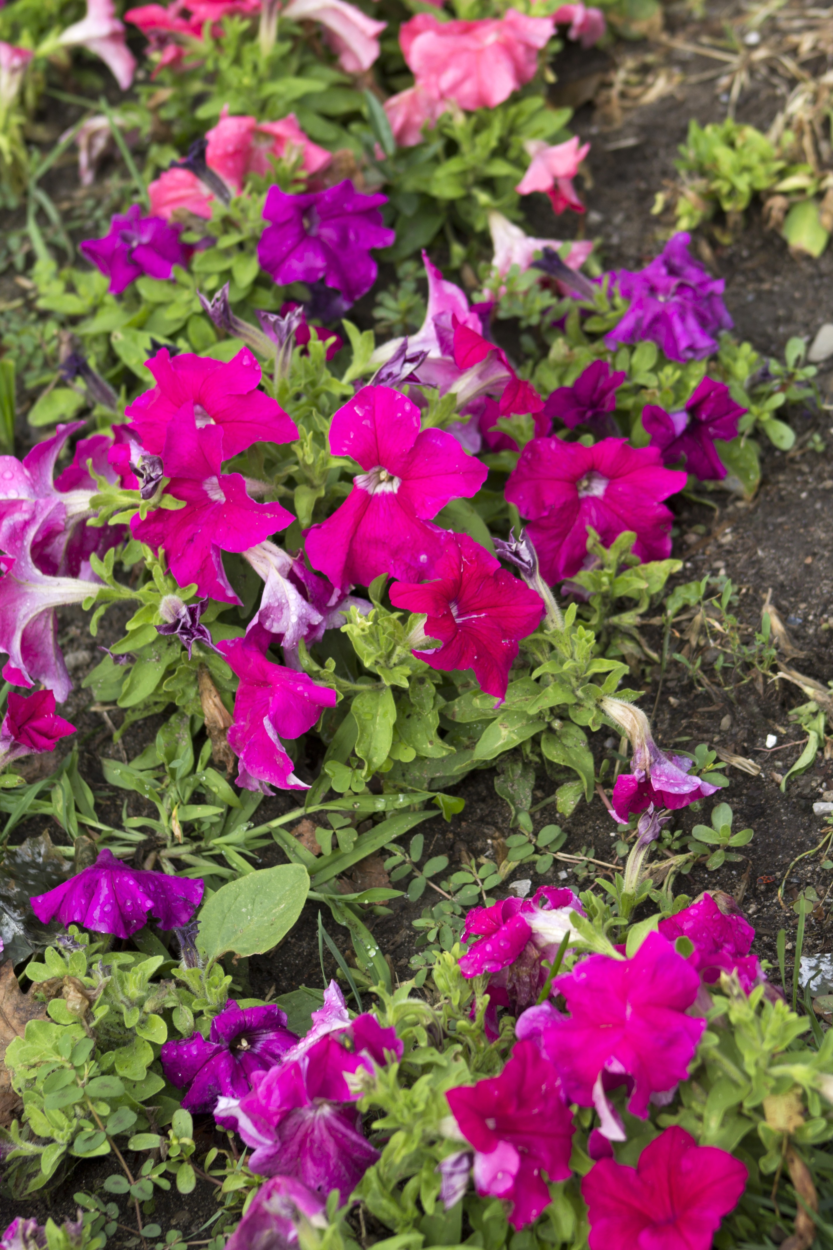 A Bunch of Bold Coloured Flowers by APlusDesign