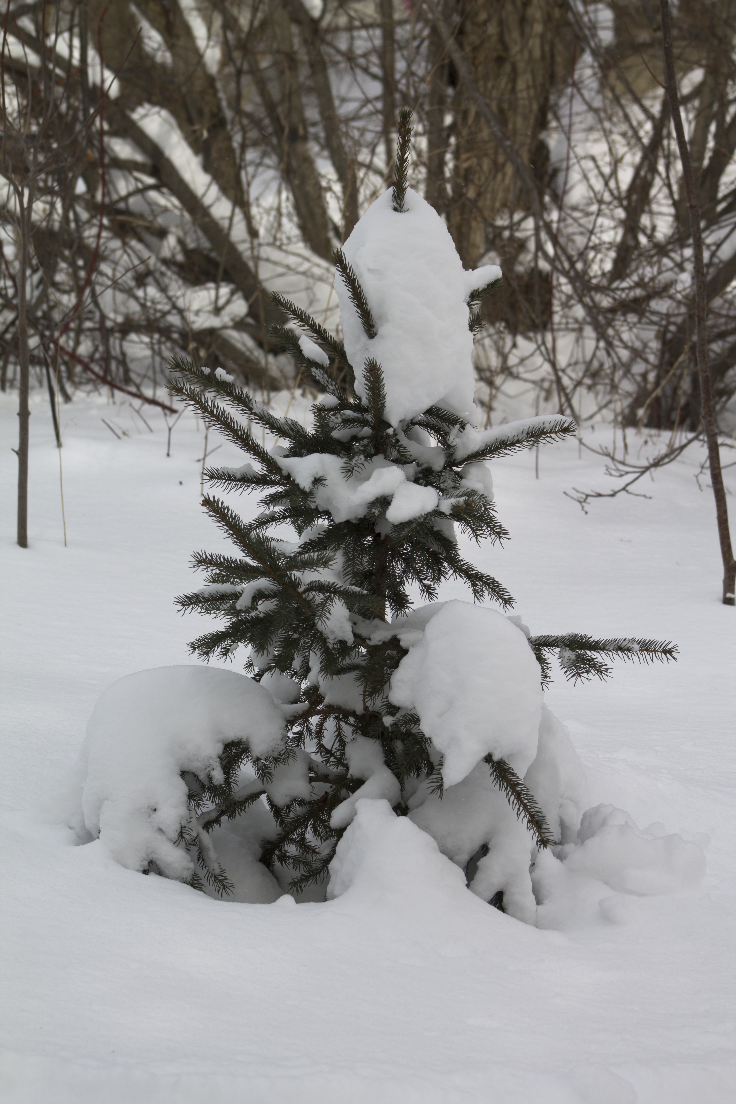 Heavily Snowed on Little Pine Tree by APlusDesign