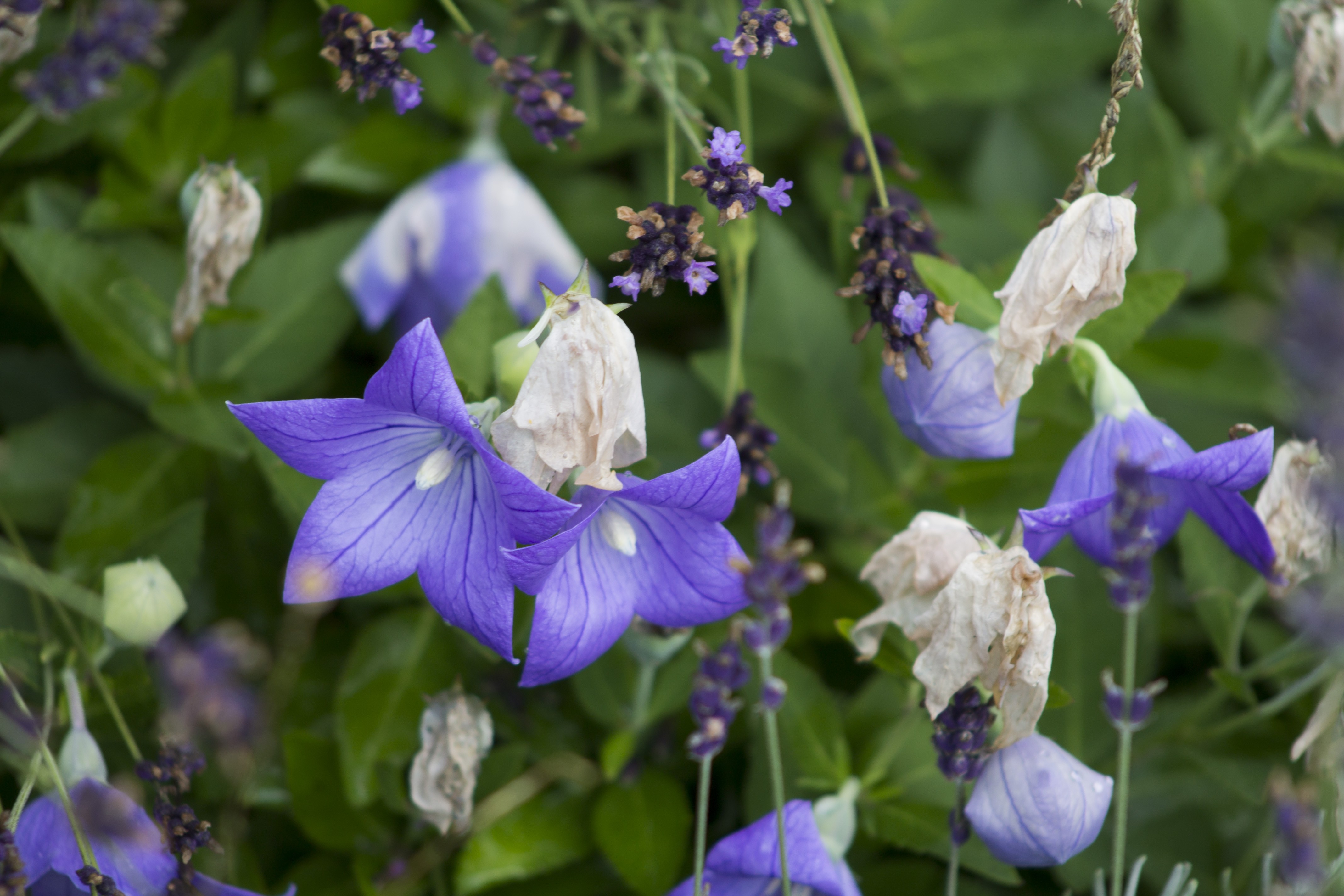 Open and Closed Purple Flowers by APlusDesign