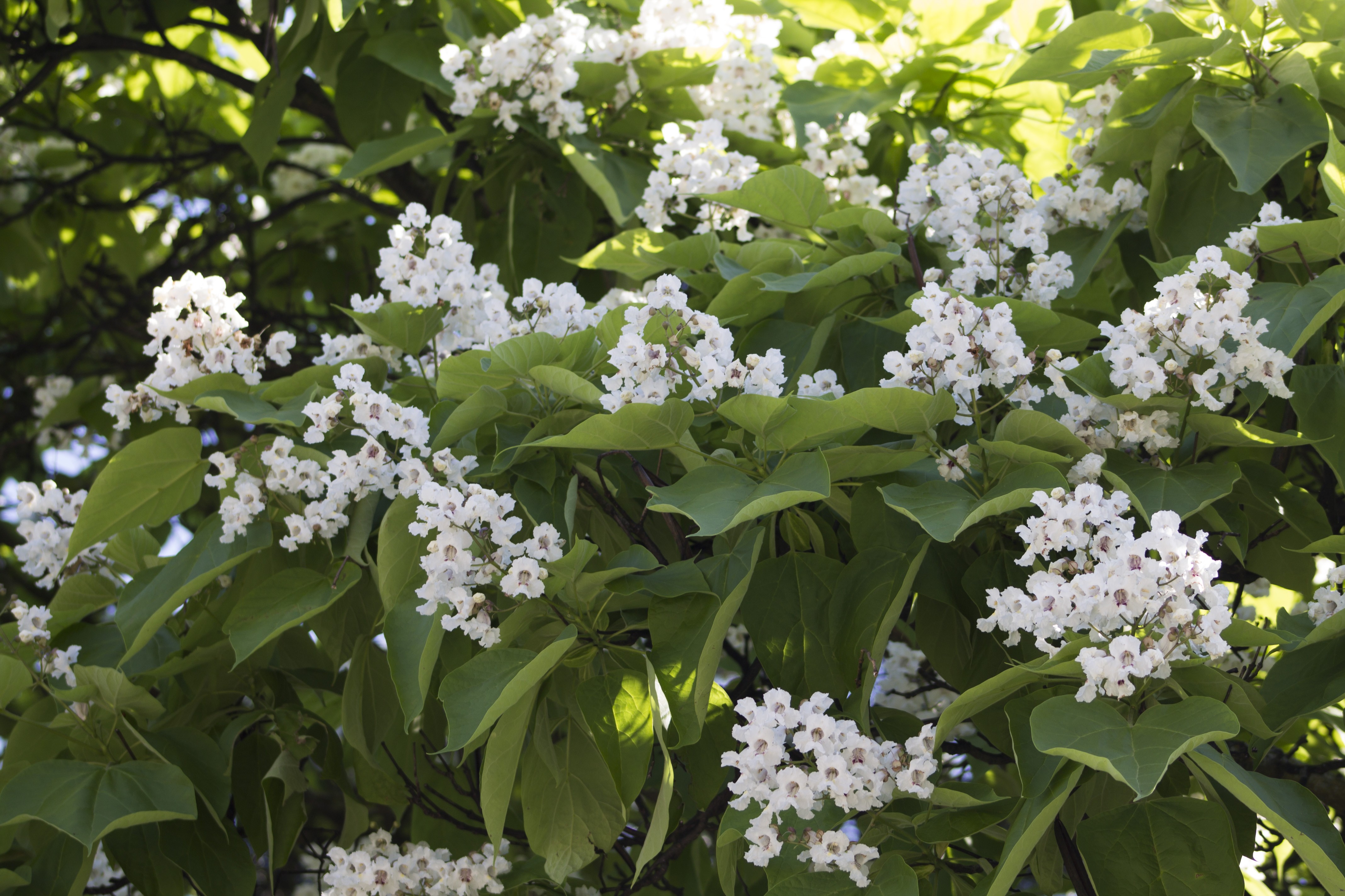 Lots of Tree Flowers by APlusDesign