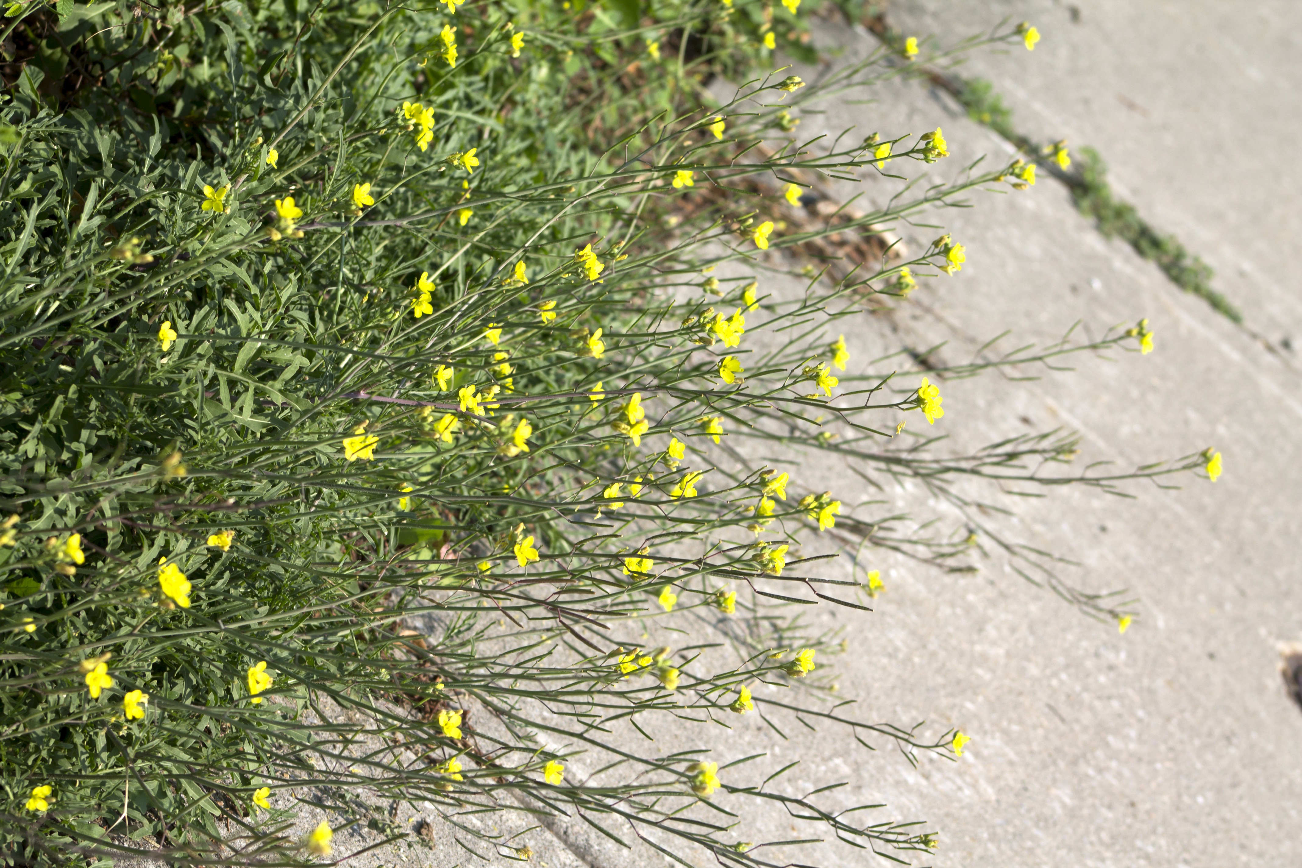 Little Yellow Flowers Crossing Into the Sidewalk by APlusDesign