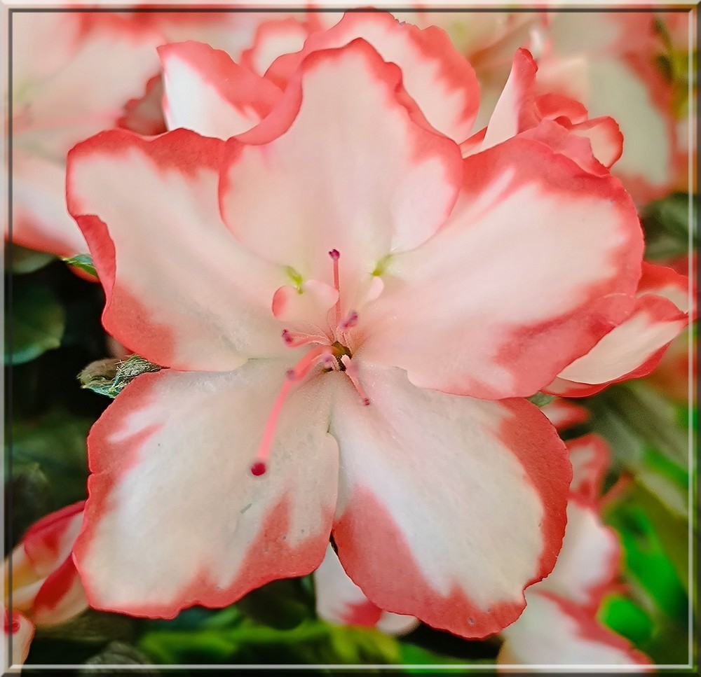 Bicolor azalea by nemesis74s