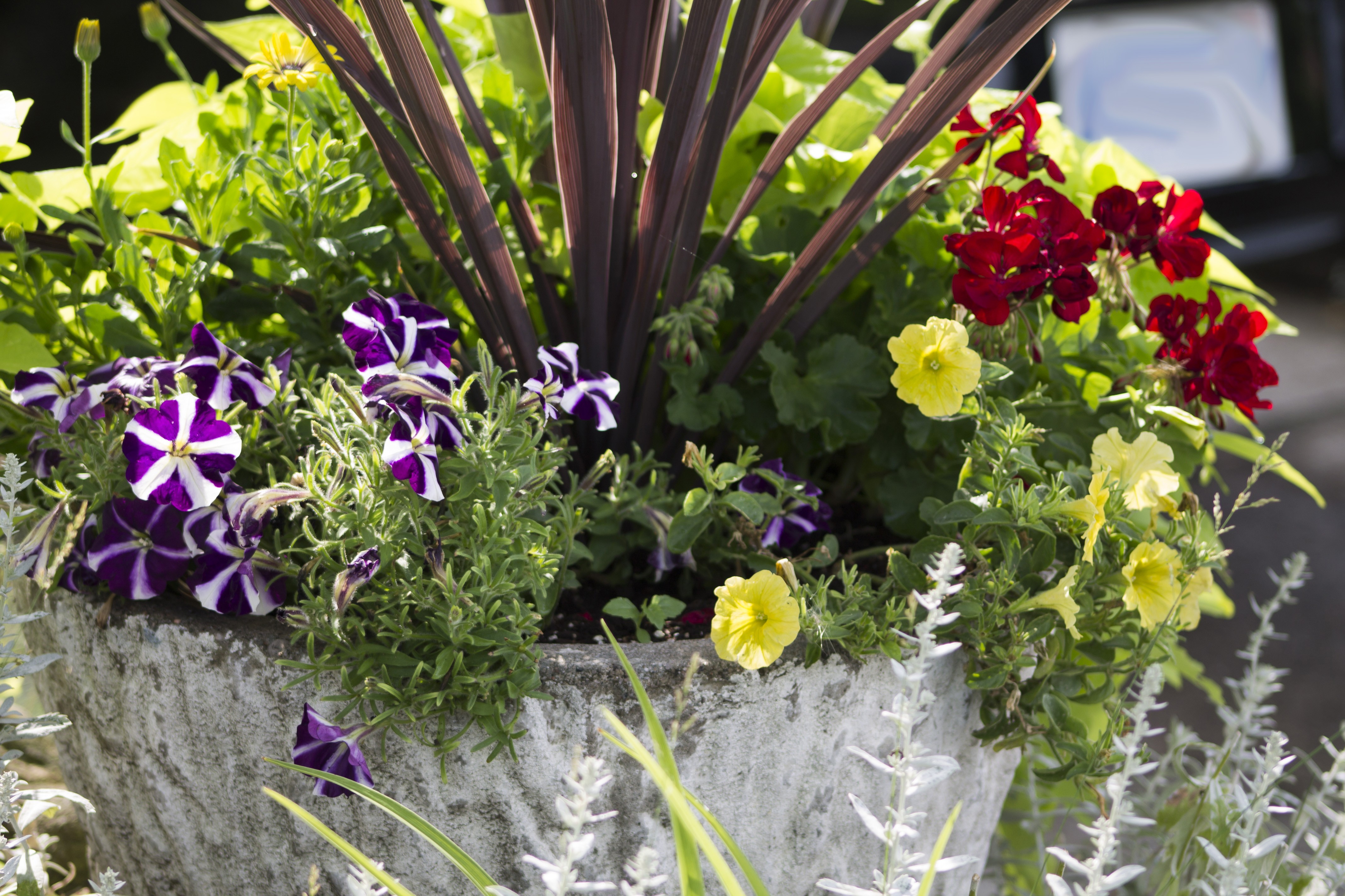 Colourful Flowers in the Planter by APlusDesign