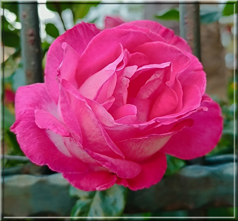 An amazing rose by nemesis74s
