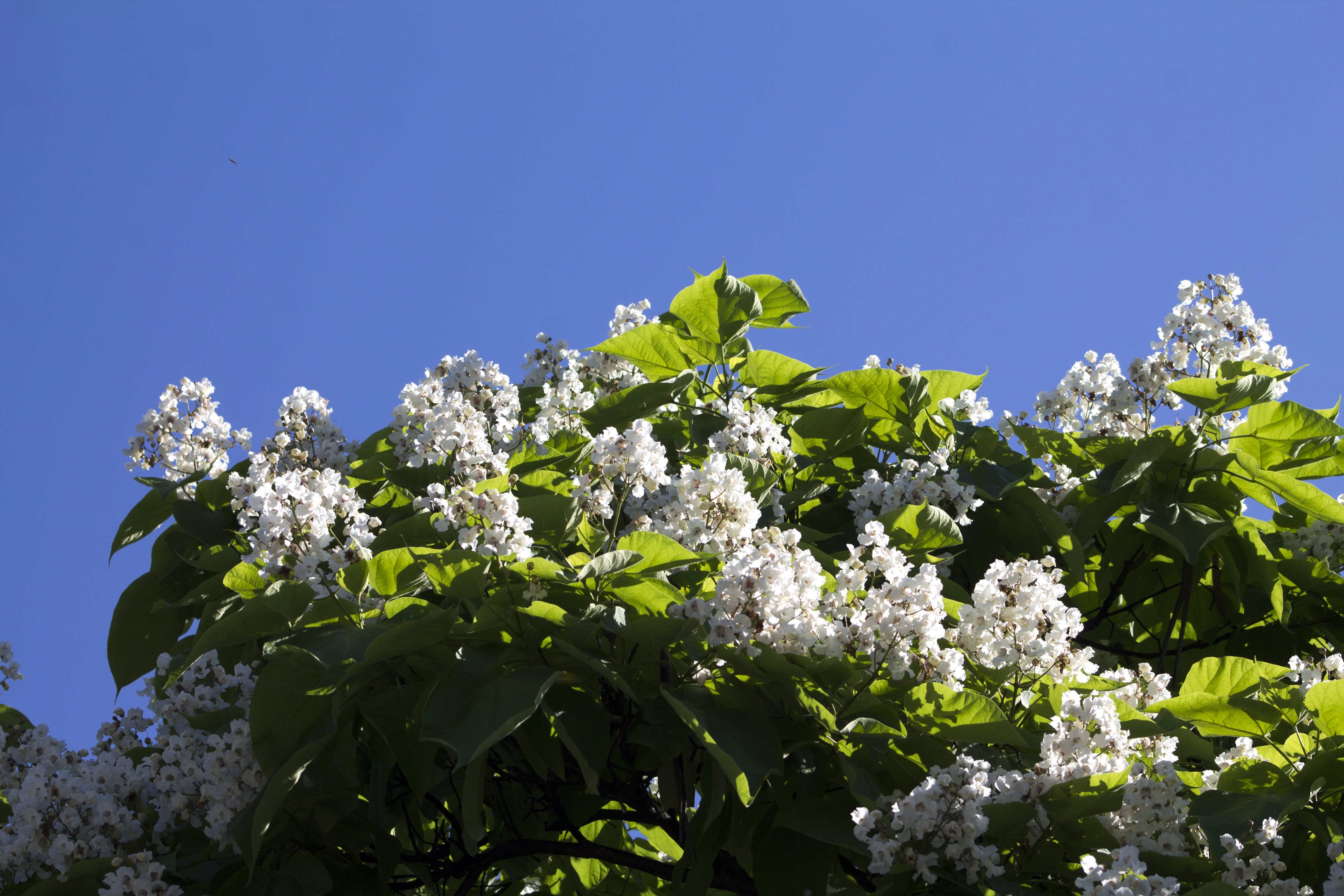 Tree Flowers and Blue Sky by APlusDesign