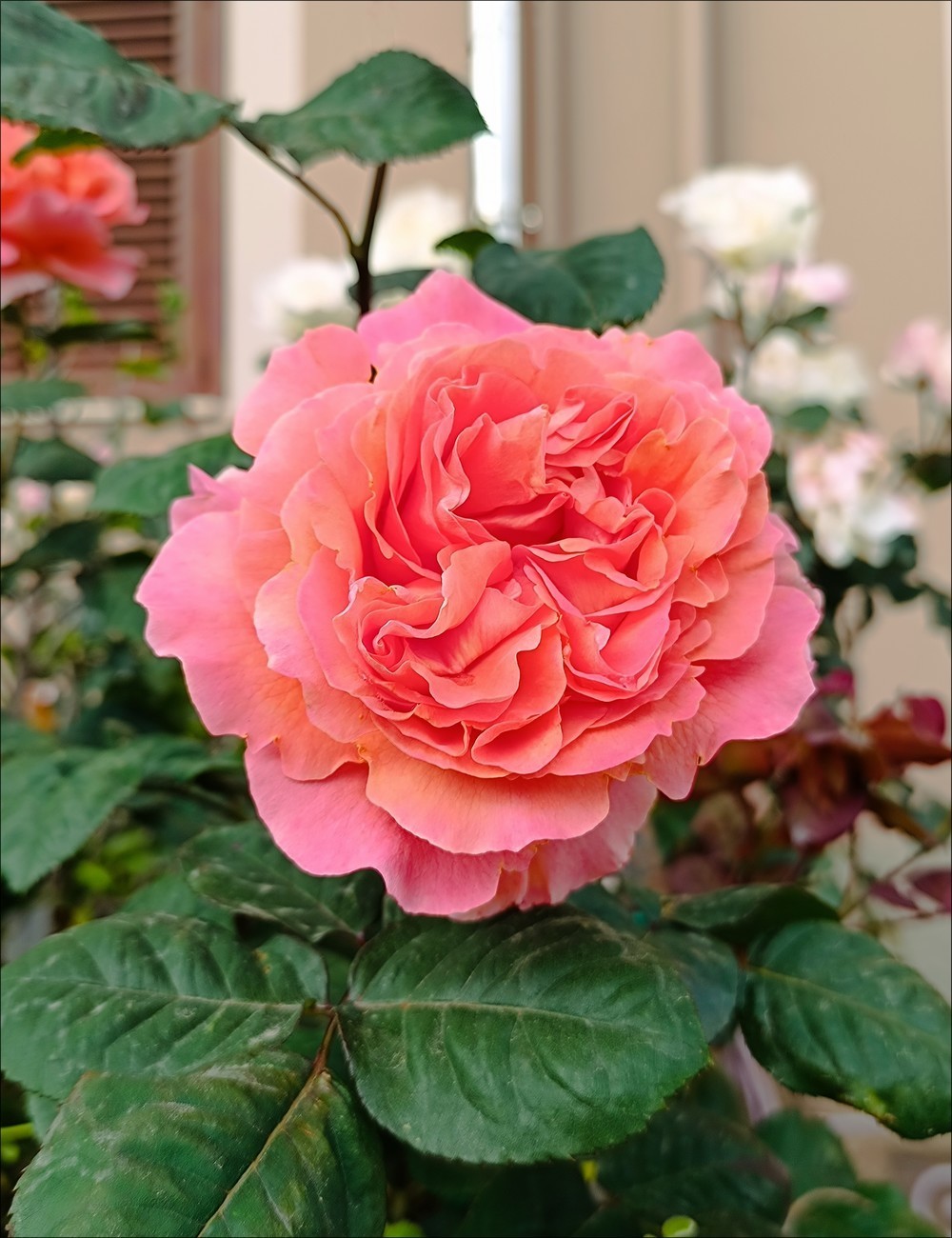 An amazing rose 4 by nemesis74s
