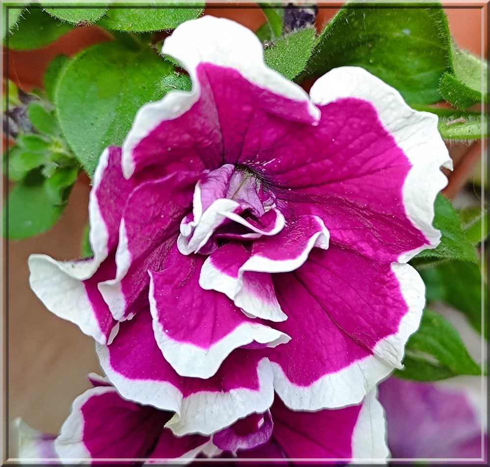 Bicolor petunia by nemesis74s