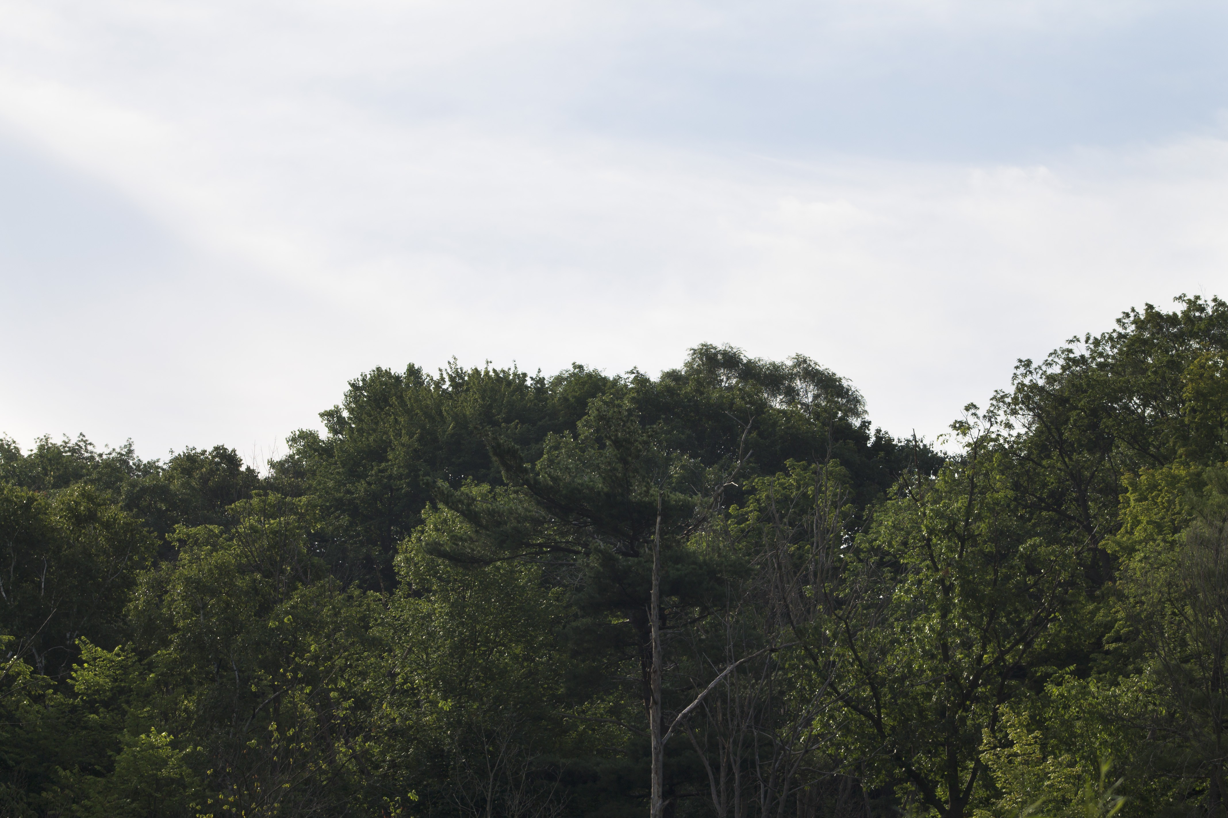 Lush Green Trees Against the Sky by APlusDesign