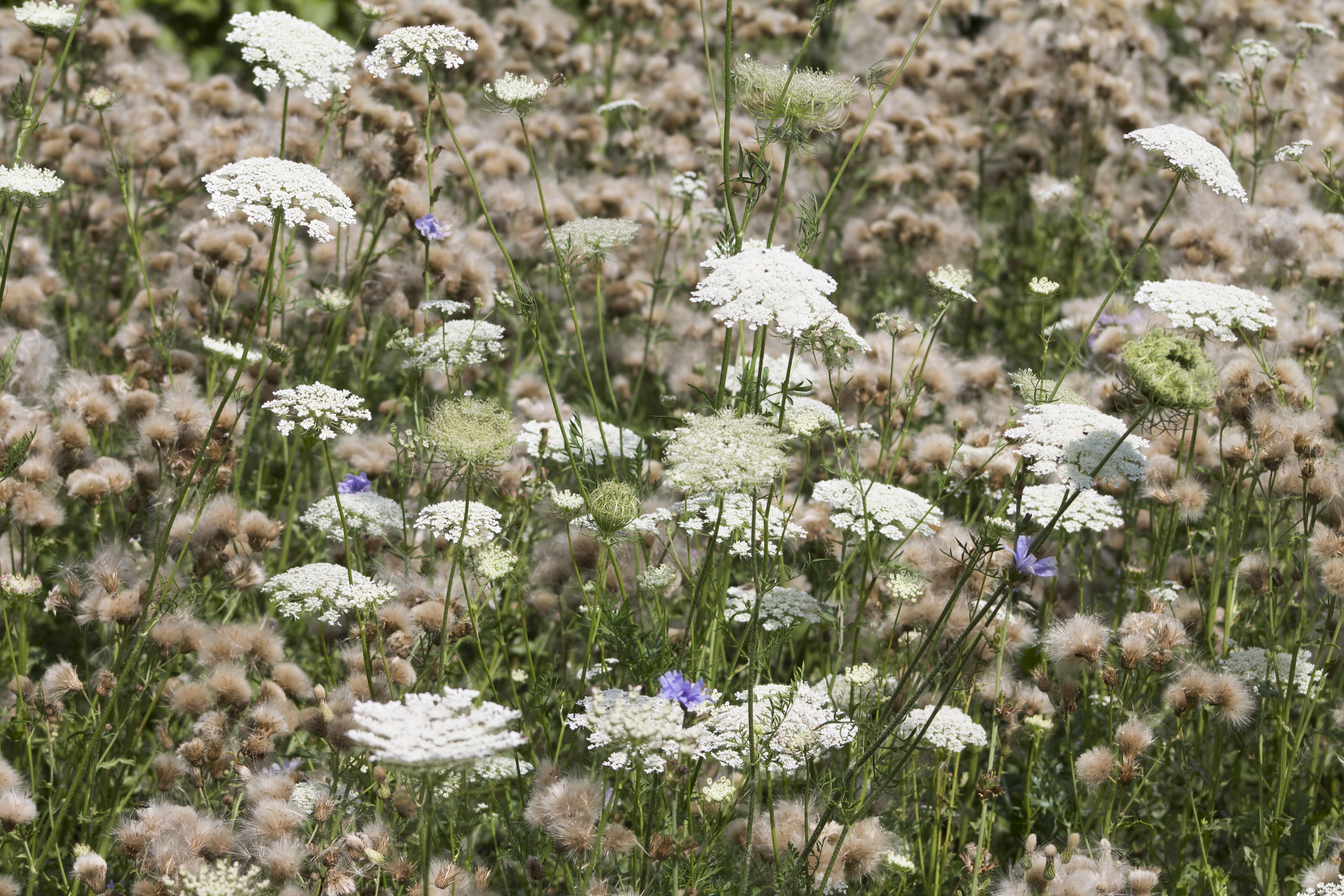 Different Puffs and Blooms of Flowers by APlusDesign