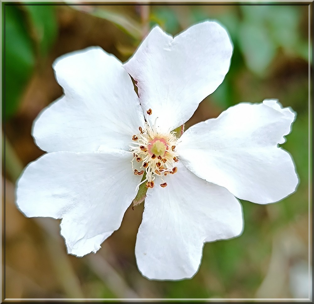 Rosa sempervirens by nemesis74s